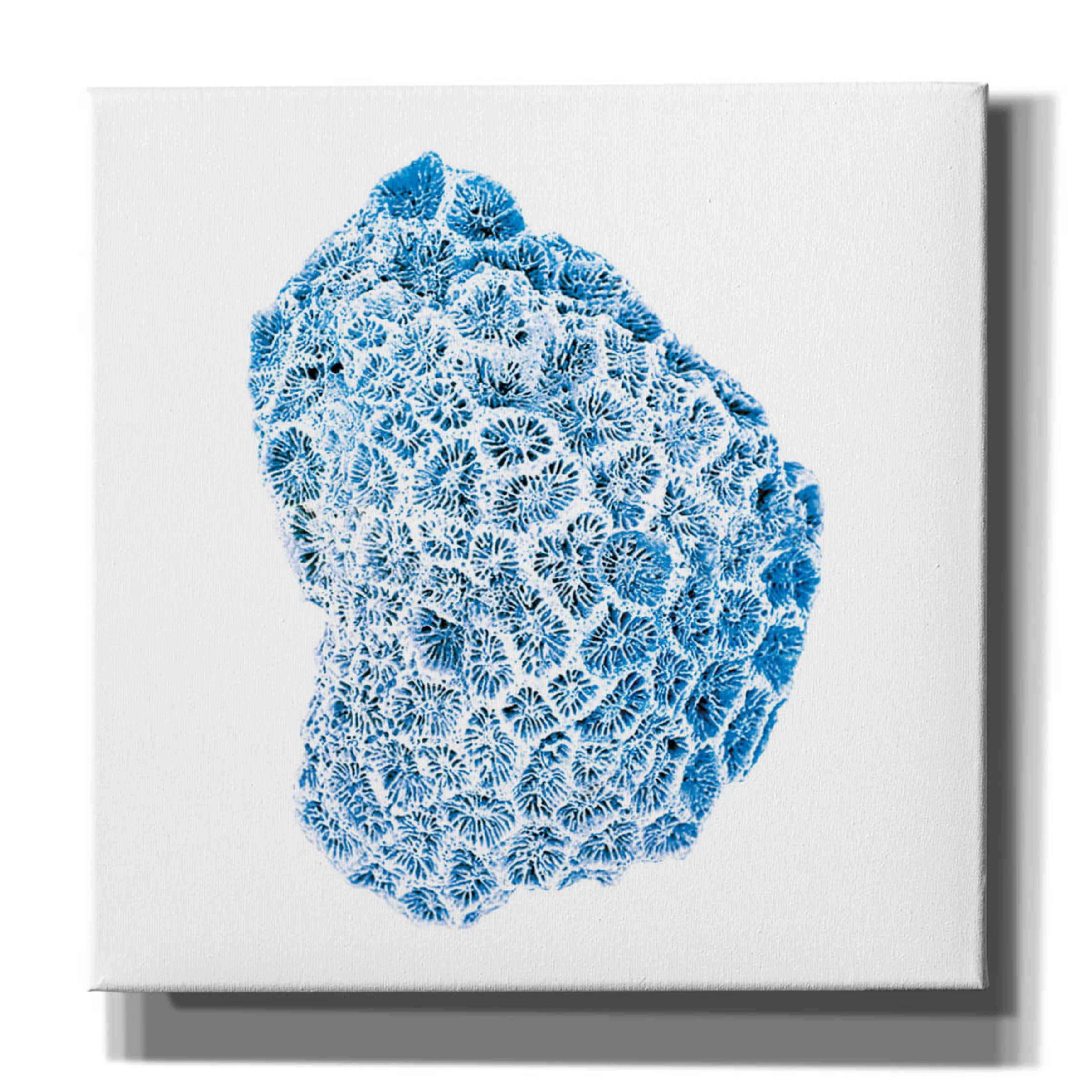 Epic Graffiti 'Blue Coral' by JJ Brando, Canvas Wall Art, 37"x37 ...