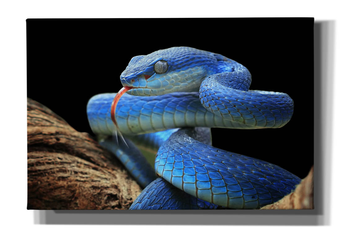 Epic Graffiti 'Blue Viper Snake' by Epic Portfolio, Canvas Wall Art, 18 ...