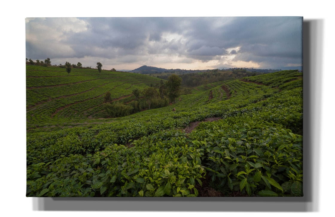 Epic Graffiti 'Burundi Tea Field' by Joe Reimer Photography, Canvas ...