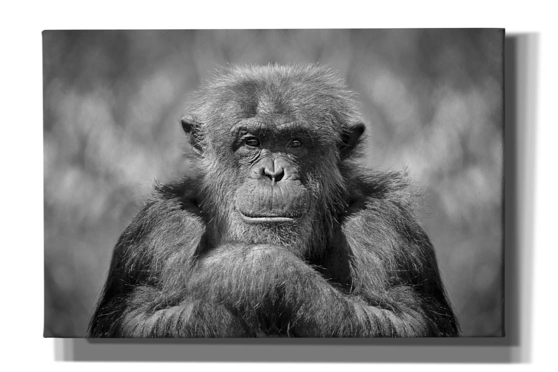 Epic Graffiti 'Chimp' by SD Smart, Canvas Wall Art, 60"x40" - Walmart.com