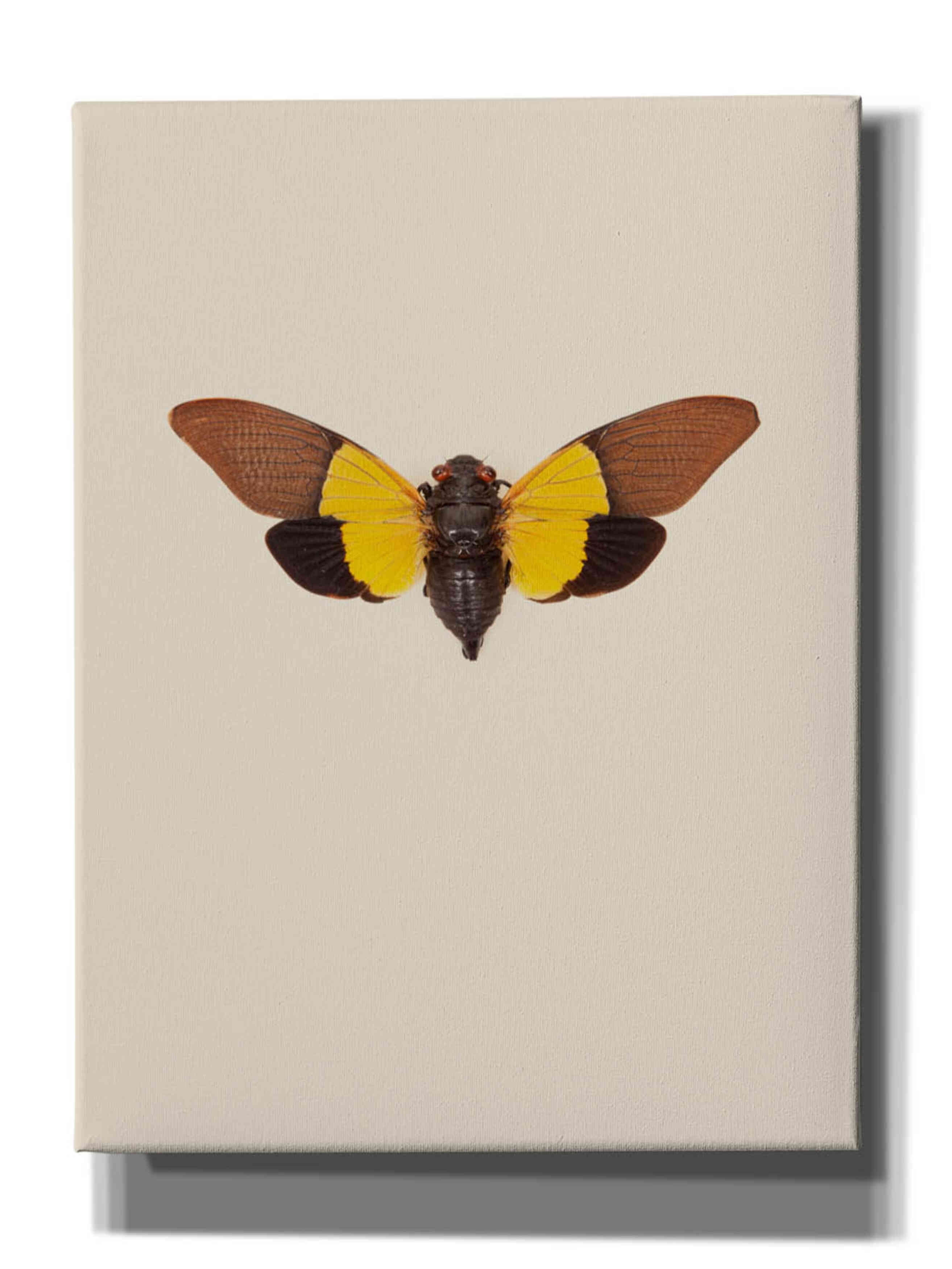 Epic Graffiti 'Cicada' by Incado, Giclee Canvas Wall Art, 12"x16 ...