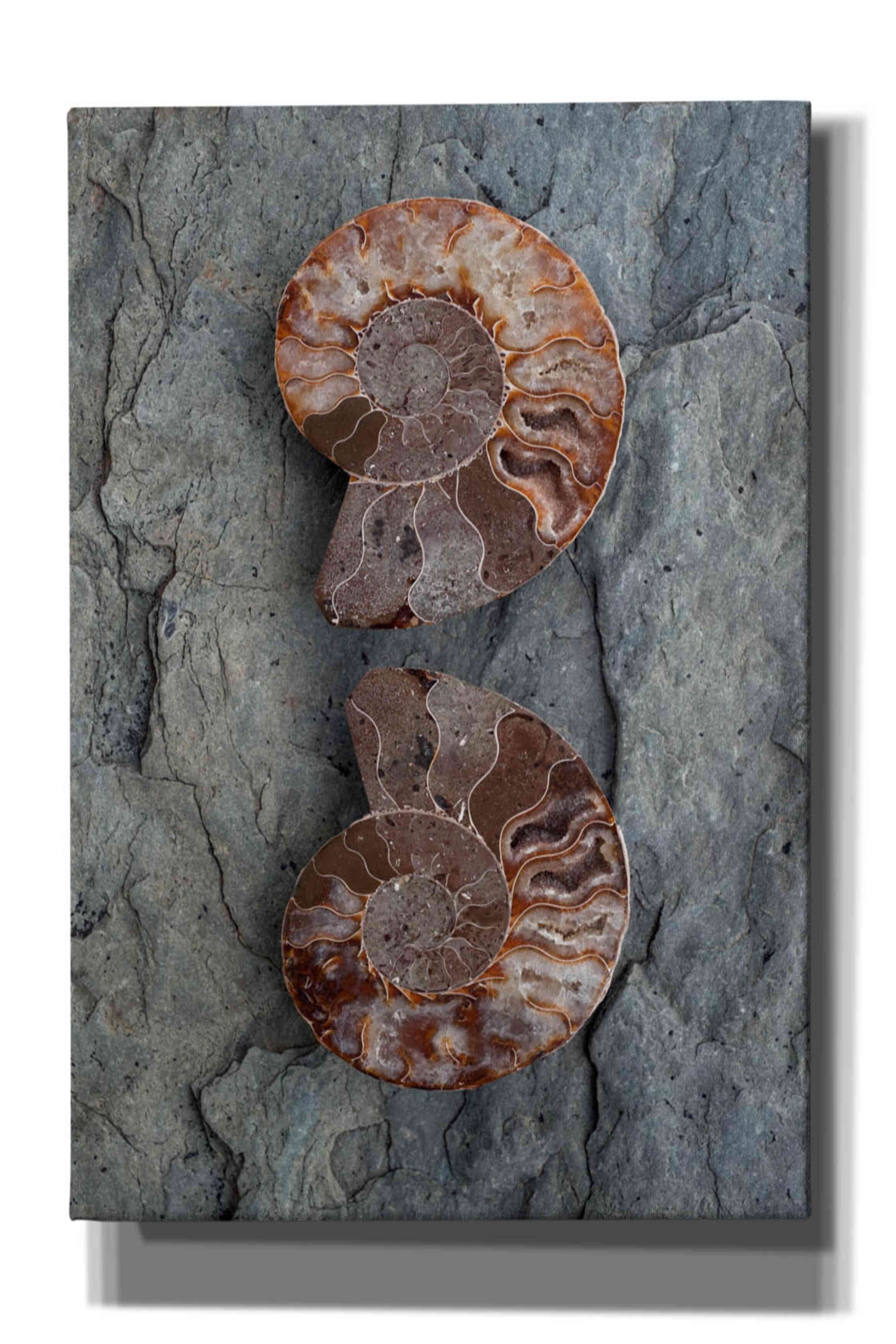 Epic Graffiti 'Crystallized Ammonites' by Elena Ray, Canvas Wall Art ...