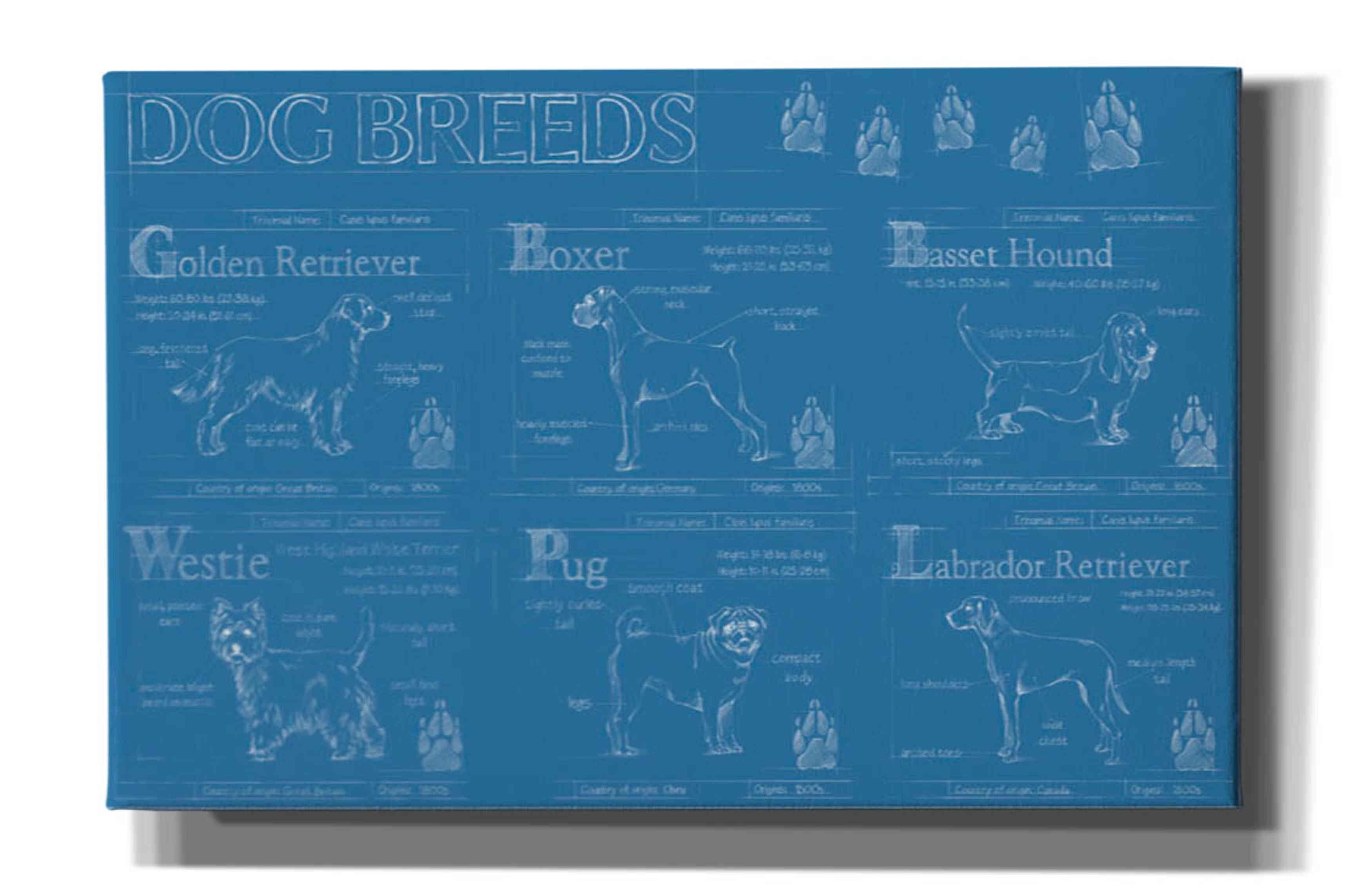 Epic Graffiti 'Dog Breeds Infograph' by Ethan Harper Canvas Wall Art ...