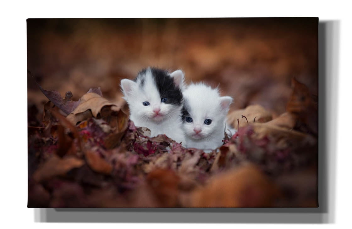 Epic Graffiti 'Kitten Twins' by Jonathan Ross, Canvas Wall Art, 40"x26 ...
