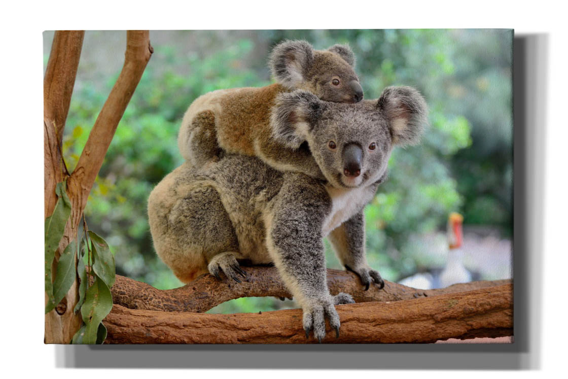 Epic Graffiti 'Koala' by Epic Portfolio, Canvas Wall Art, 60"x40 ...