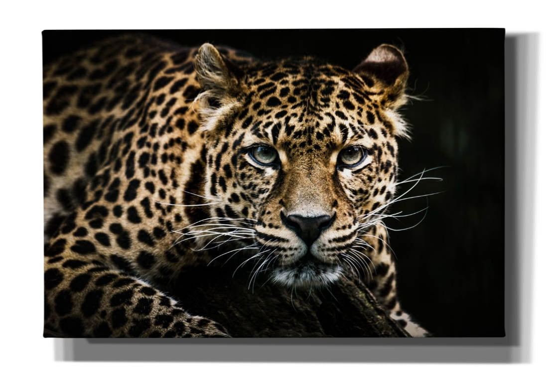 Epic Graffiti 'Leopard on the Hunt' by Epic Portfolio, Canvas Wall Art ...