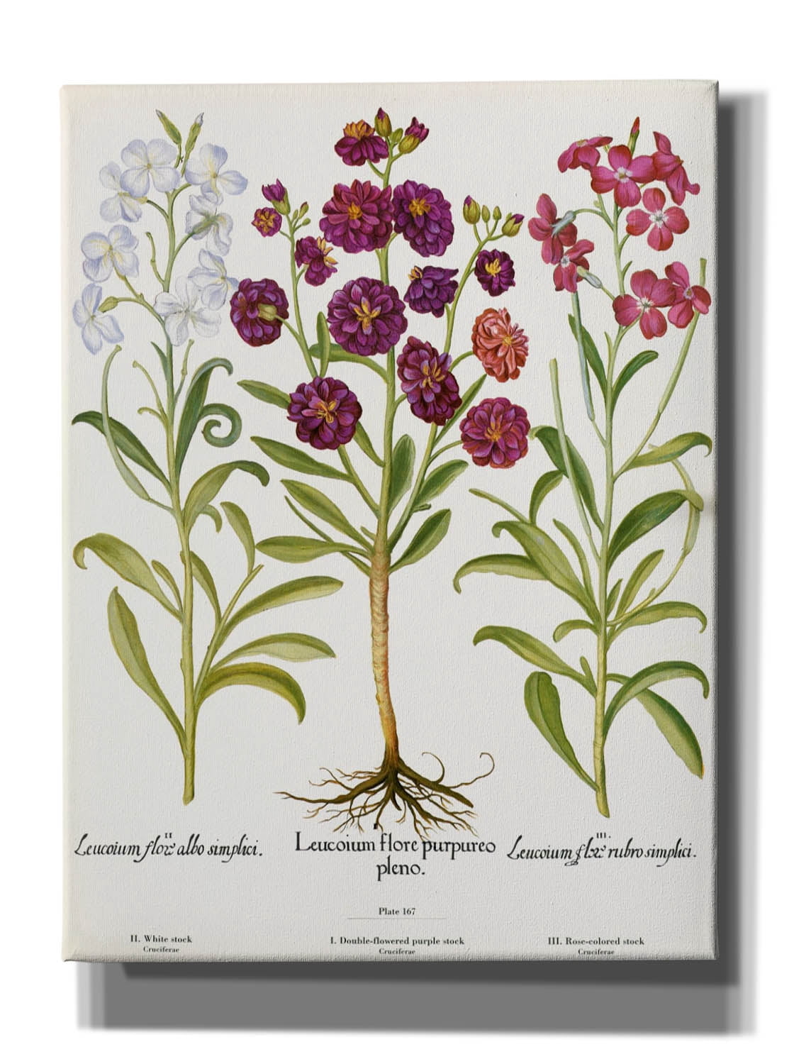 Epic Graffiti 'Leucoium Flore' by Art Licensing Studio Canvas Wall Art ...
