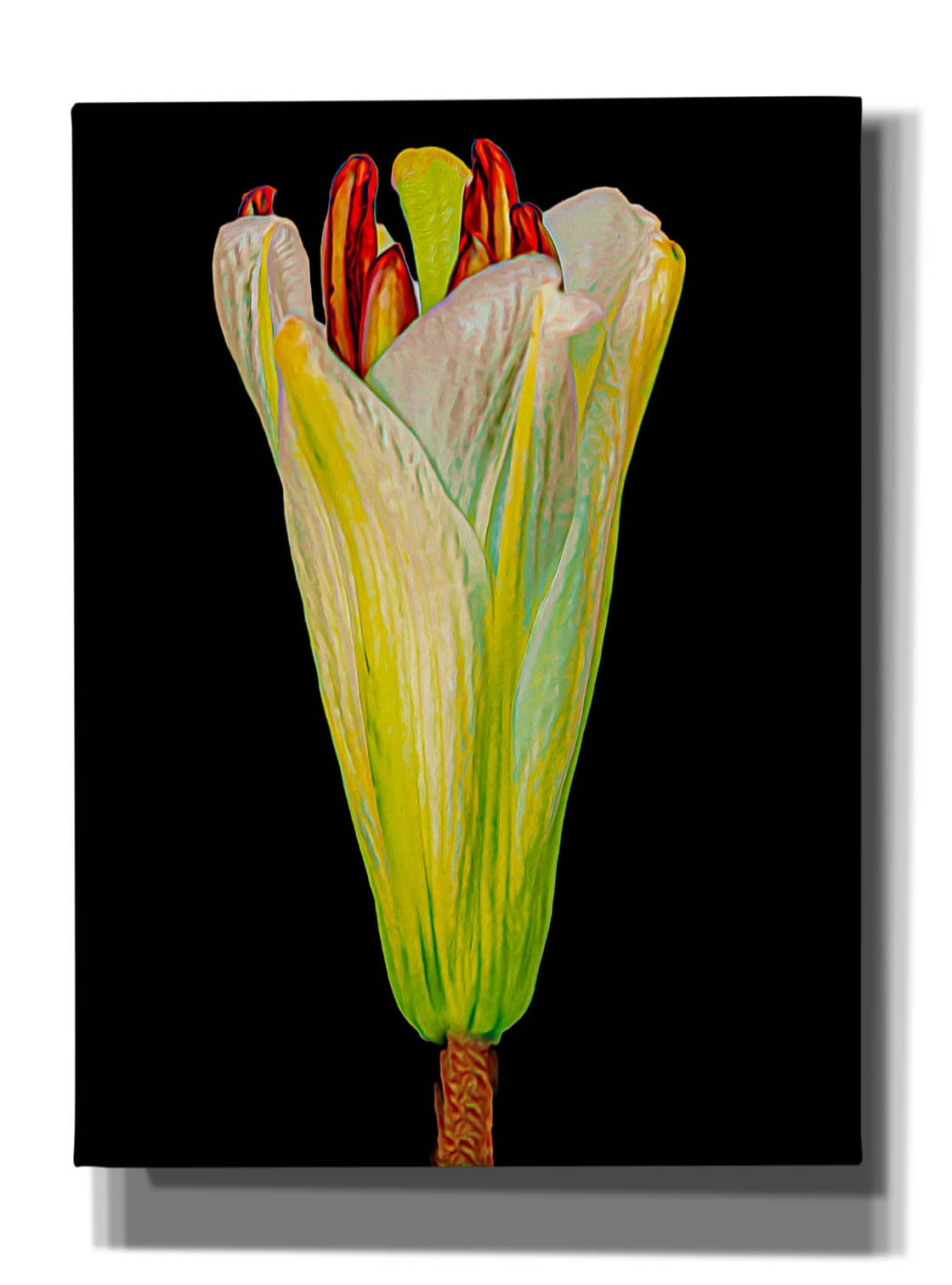 Epic Graffiti 'Lily Bud' by Pamela Plummer, Canvas Wall Art, 40"x54 ...