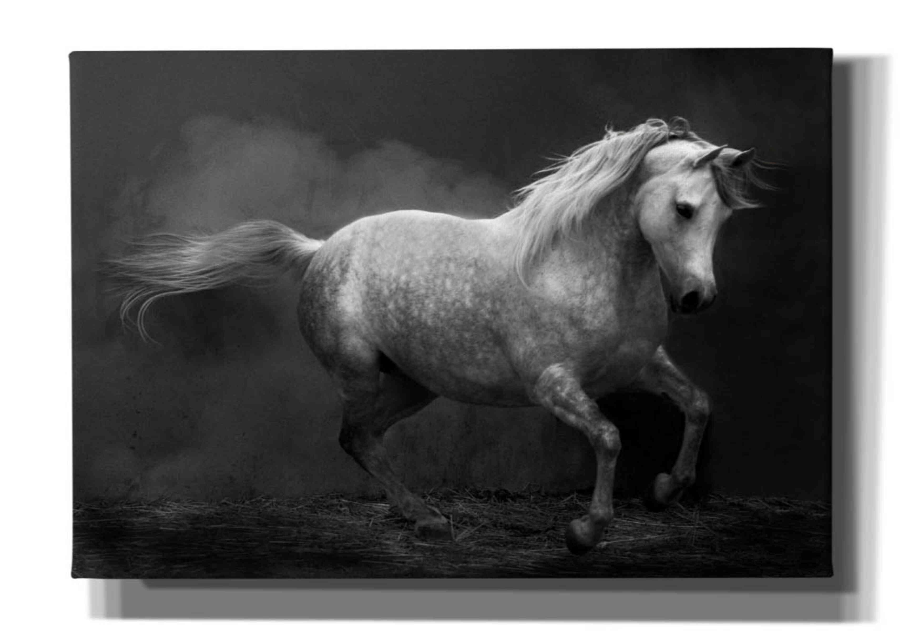 Epic Graffiti 'Morocco barb' by Susan Friedman,, 26"x18" - Walmart.com