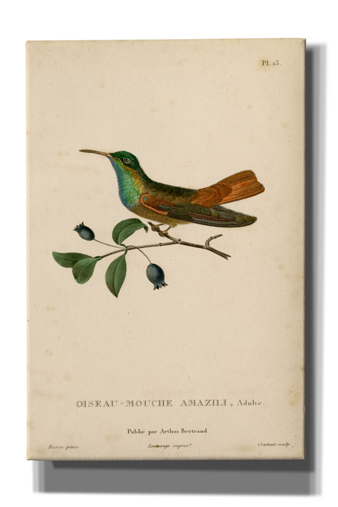 Epic Graffiti 'Oiseau-mouche Amazili' by Art Licensing Studio Canvas ...