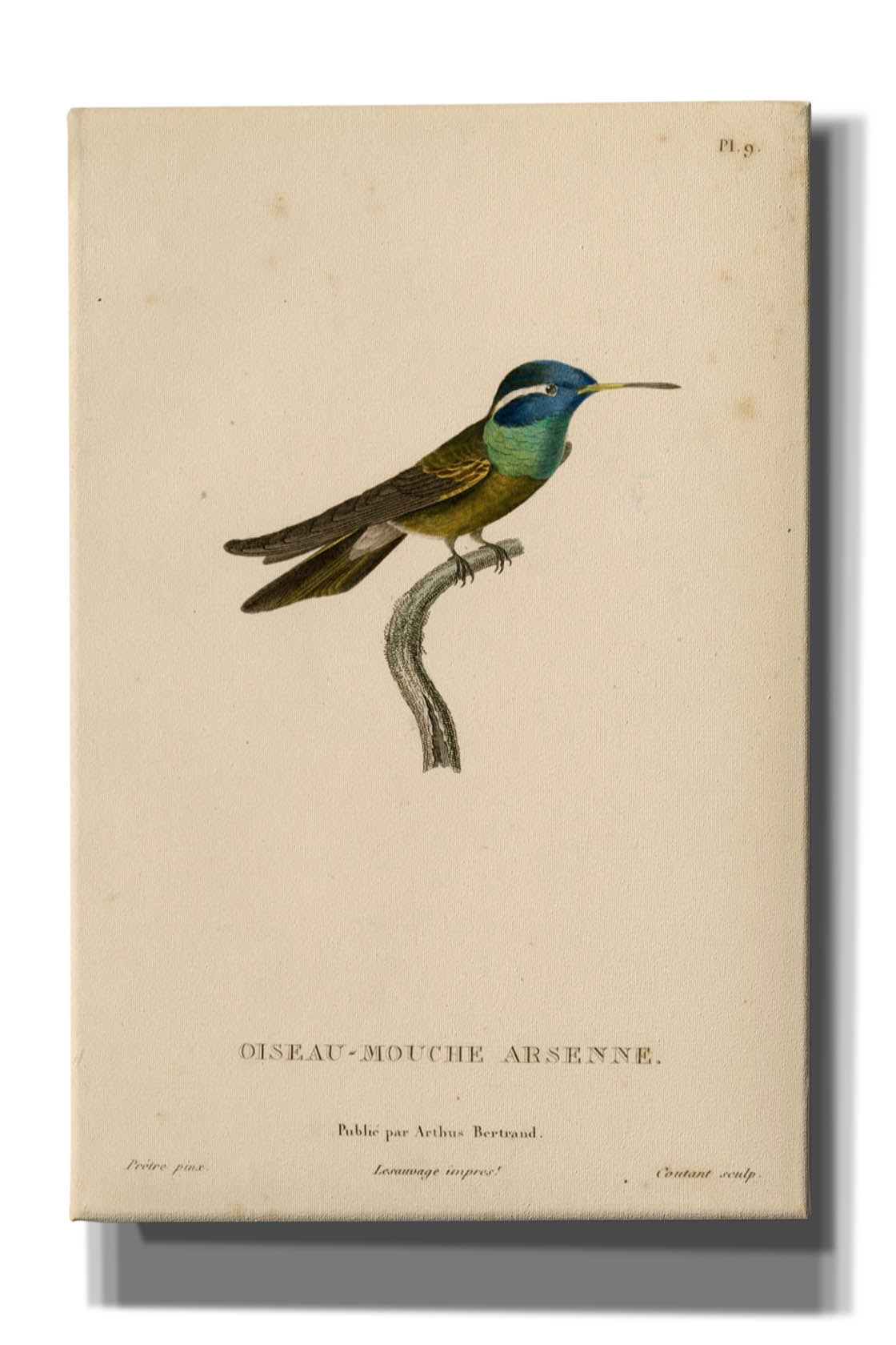 Epic Graffiti 'Oiseau-mouche Arsenne' by Art Licensing Studio Canvas ...