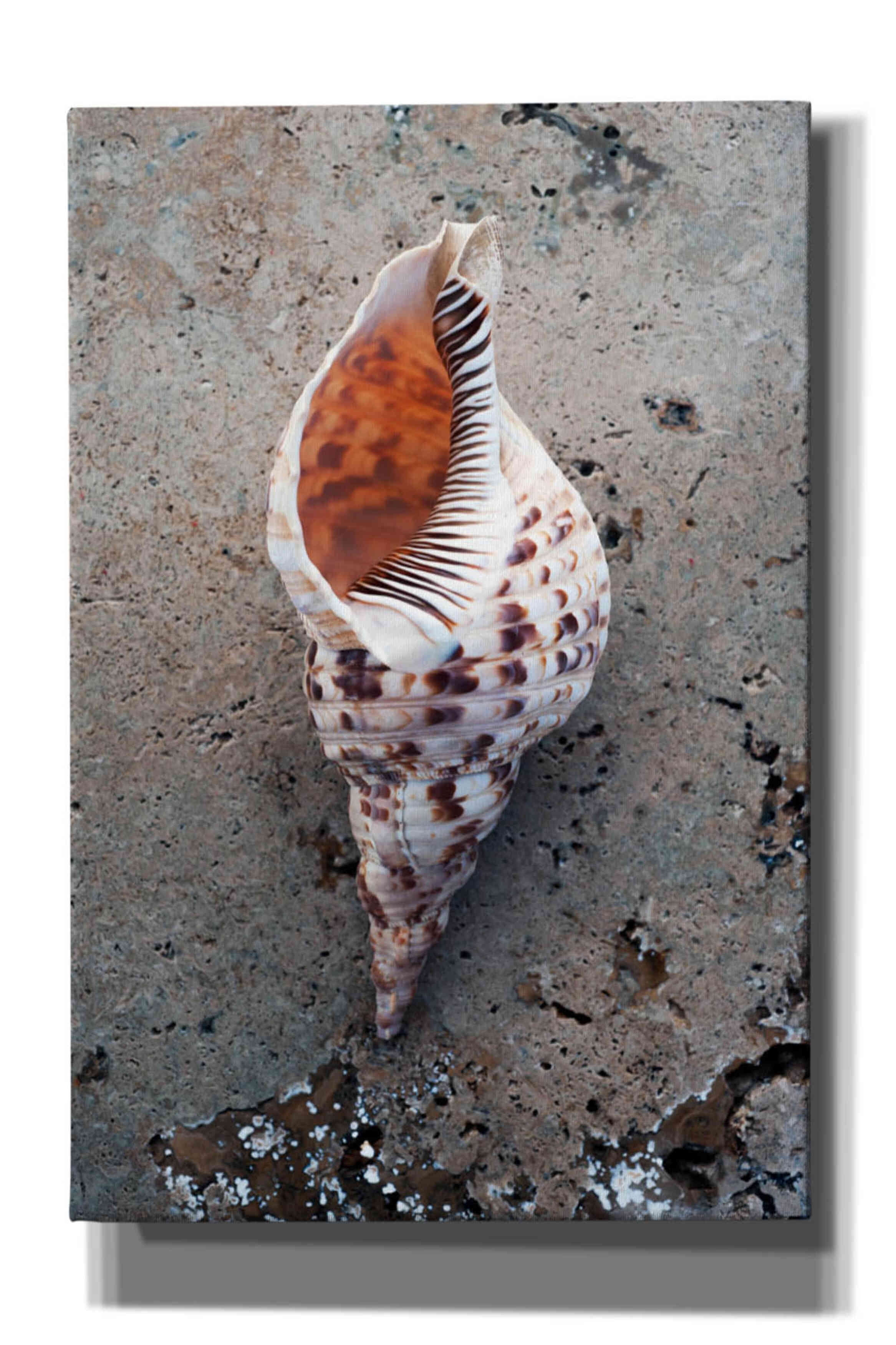 Epic Graffiti 'Spotted Conch Shell' by Elena Ray, Canvas Wall Art, 12 ...