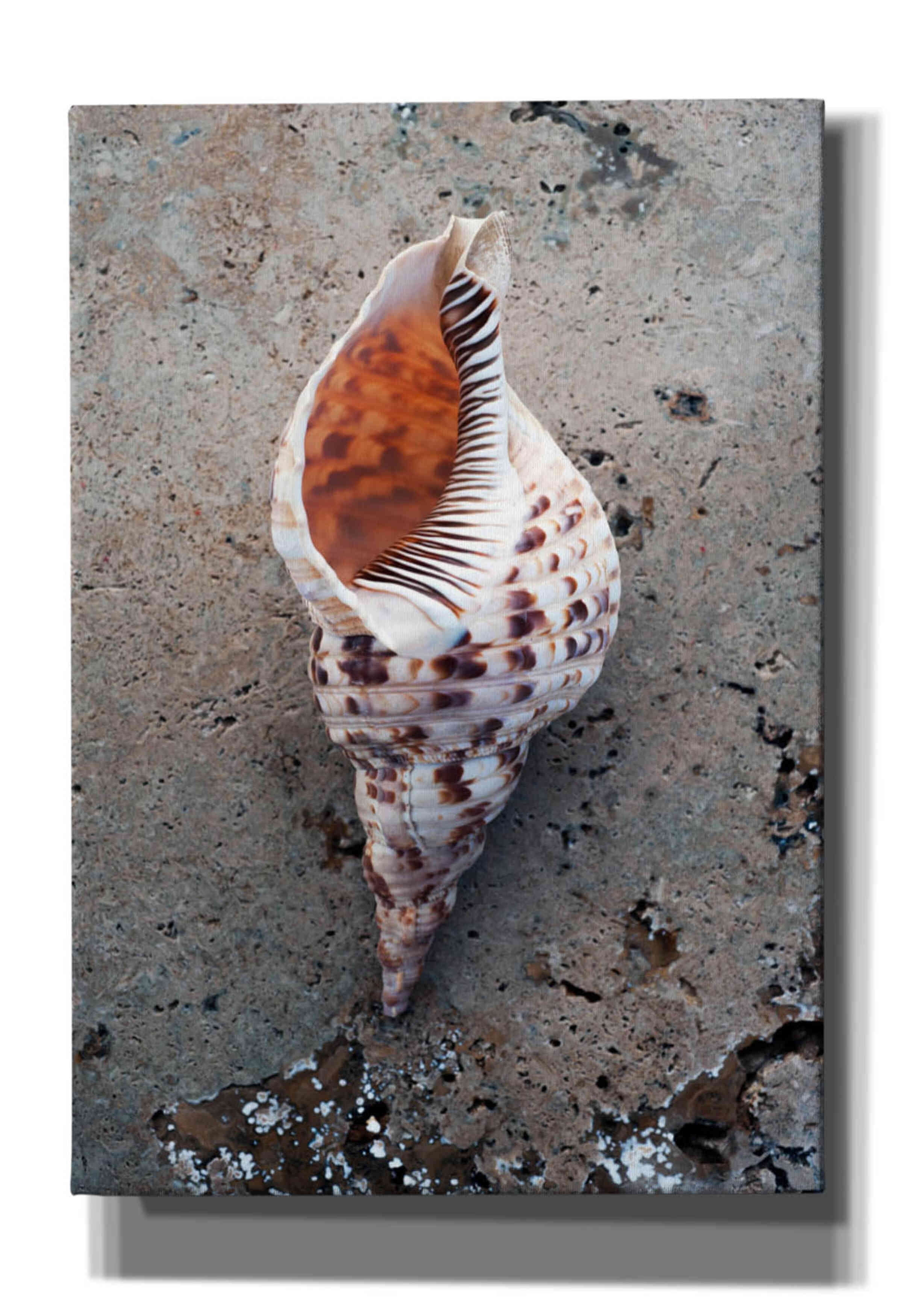 Epic Graffiti 'Spotted Conch Shell' by Elena Ray, Canvas Wall Art, 18 ...