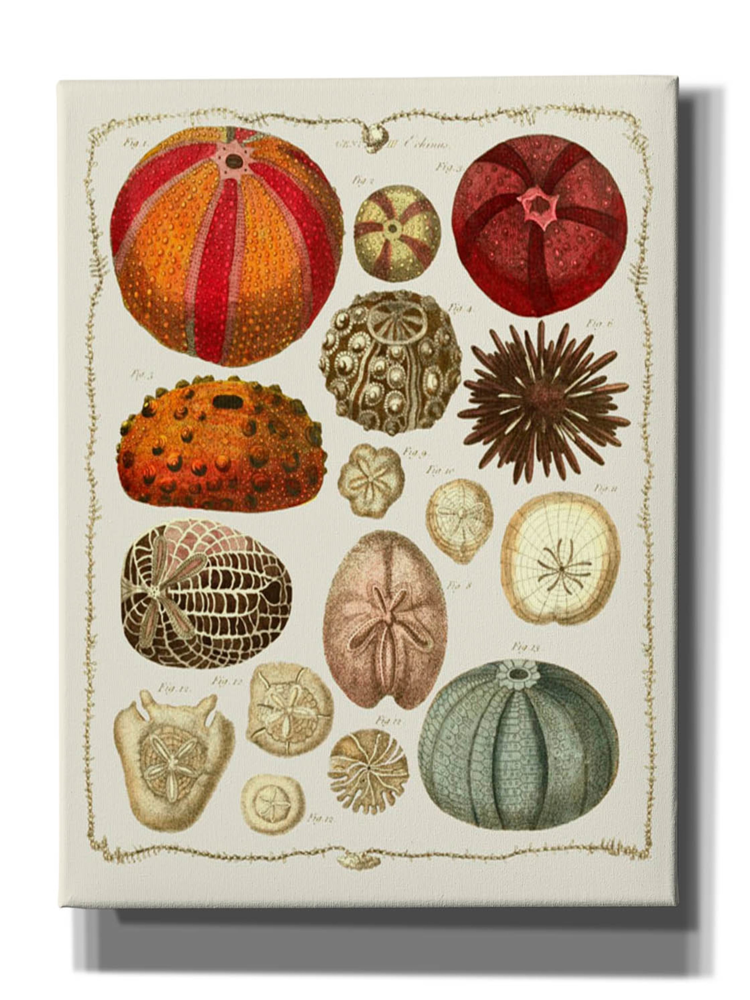 Epic Graffiti 'Starfish and Sea Urchins b,' by Fab Funky, Canvas Wall ...