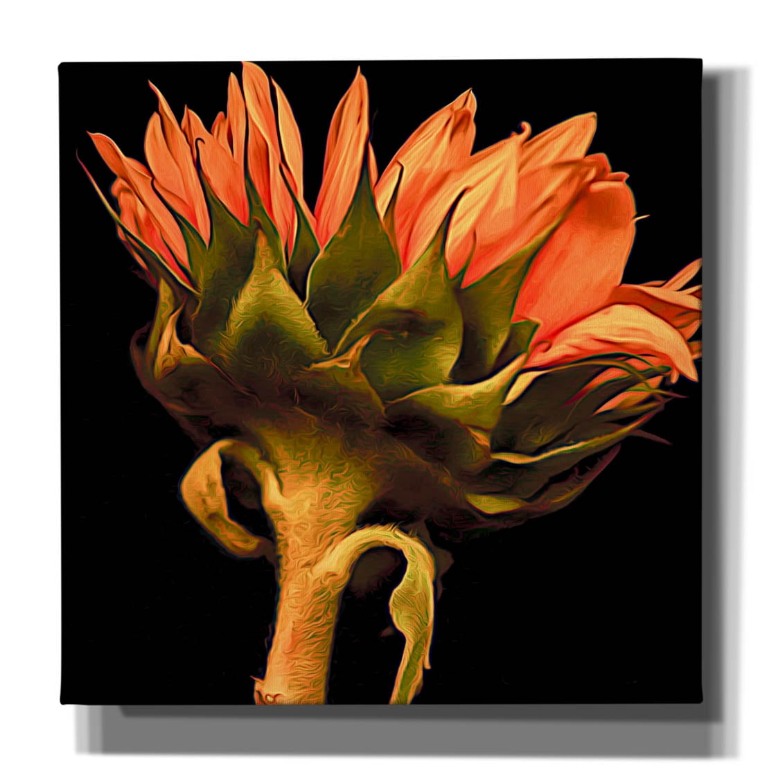 Epic Graffiti 'Sunflower' by Pamela Plummer, Canvas Wall Art, 12"x12 ...