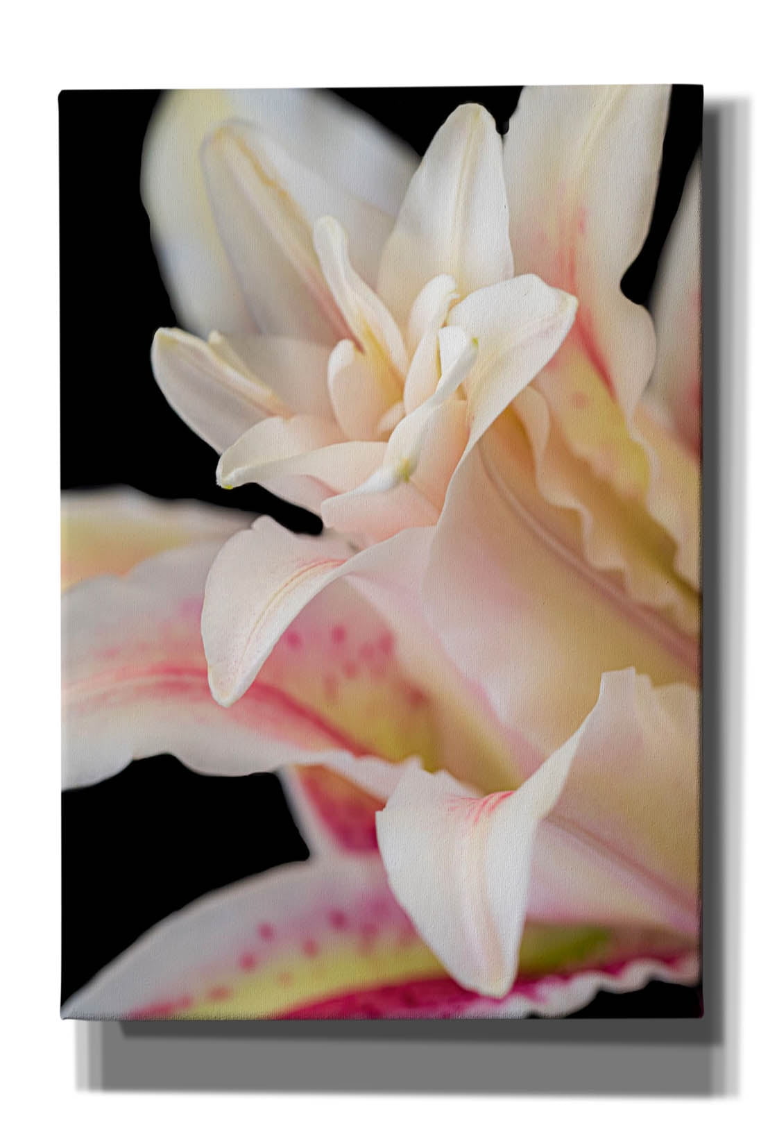 Epic Graffiti 'They Called Her Lily' by Pamela Plummer, Canvas Wall Art ...