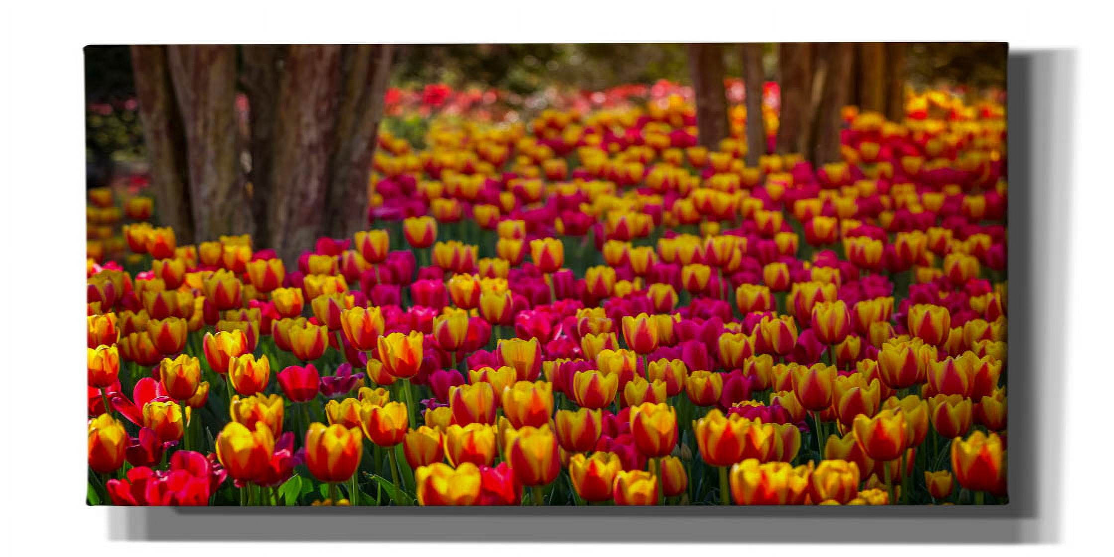 Epic Graffiti 'Tulip Sea' by Jonathan Ross, Canvas Wall Art, 24"x12 ...