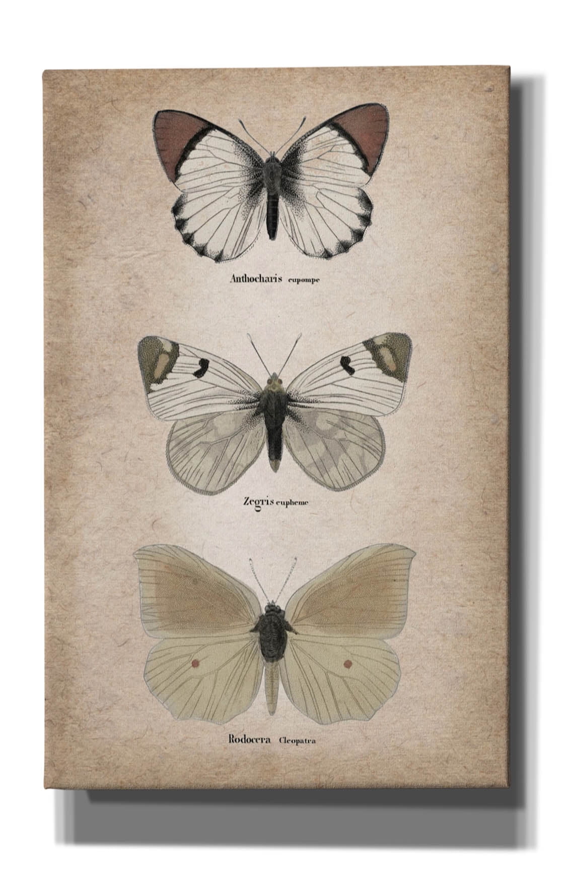 Epic Graffiti 'Vintage Butterflies Trio 2' by Art Licensing Studio ...