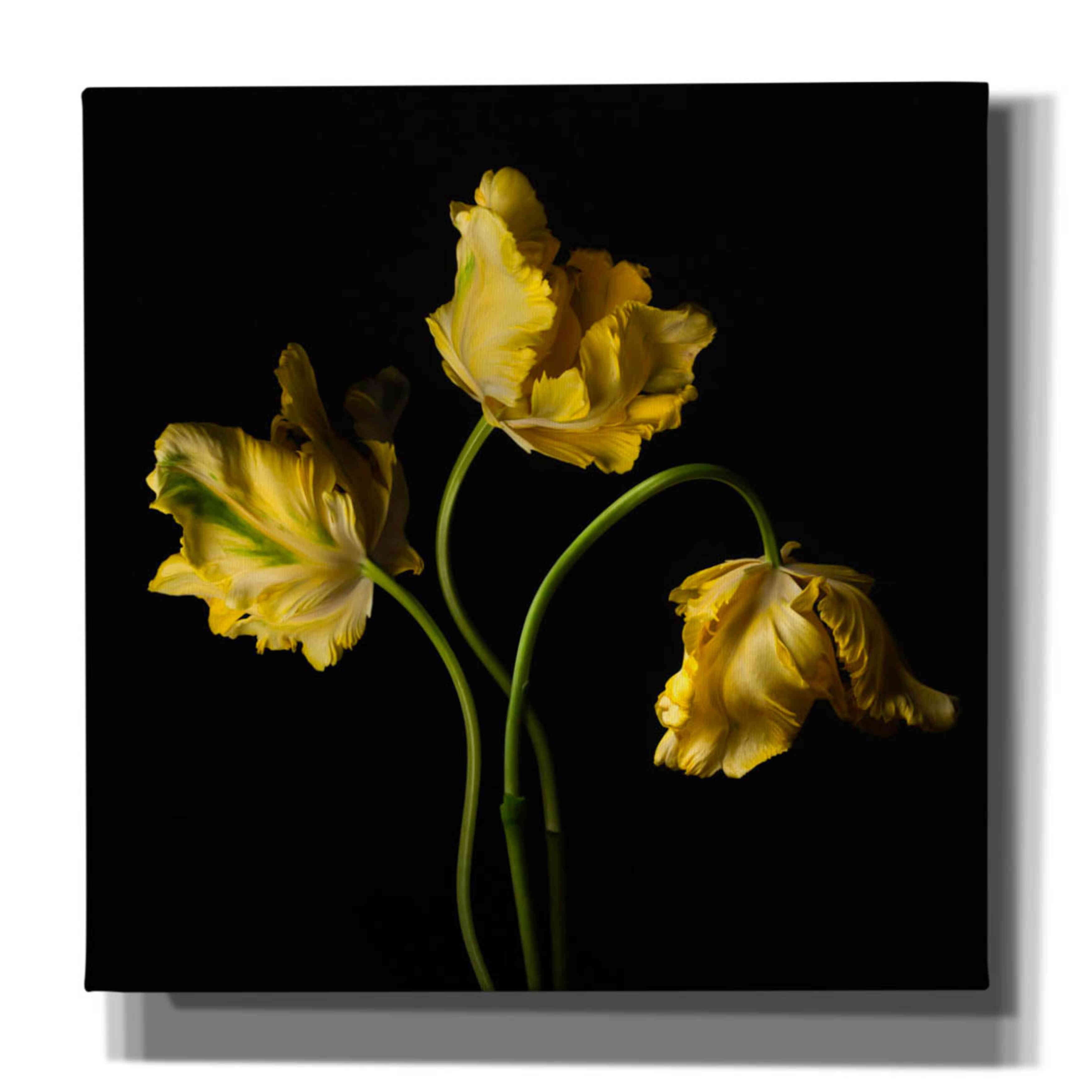 Epic Graffiti 'Yellow Parrot Trio' by Leah McLean,, 26"x26" - Walmart.com