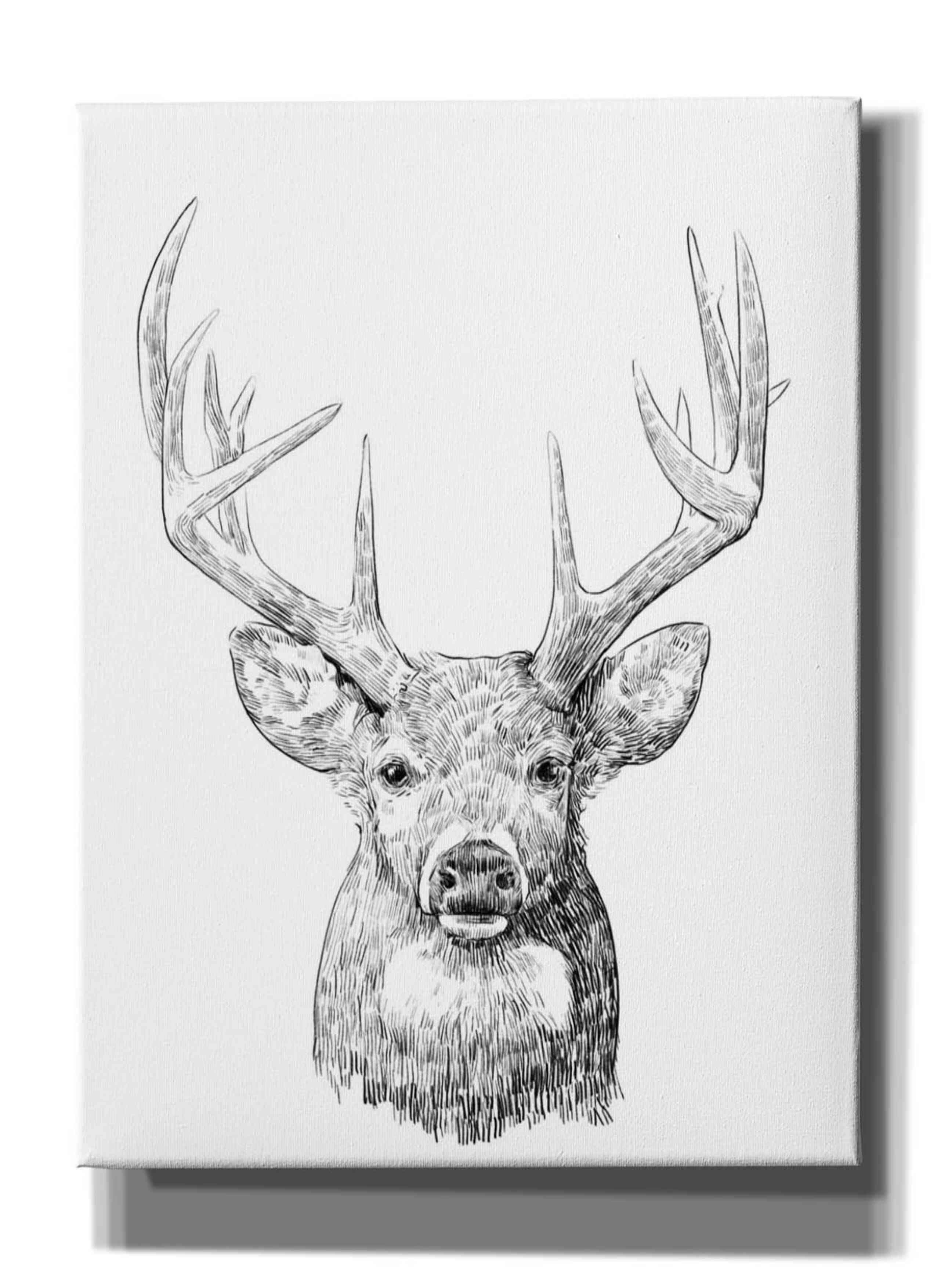 Epic Graffiti 'Young Buck Sketch II' by Emma Scarvey, Giclee Canvas ...