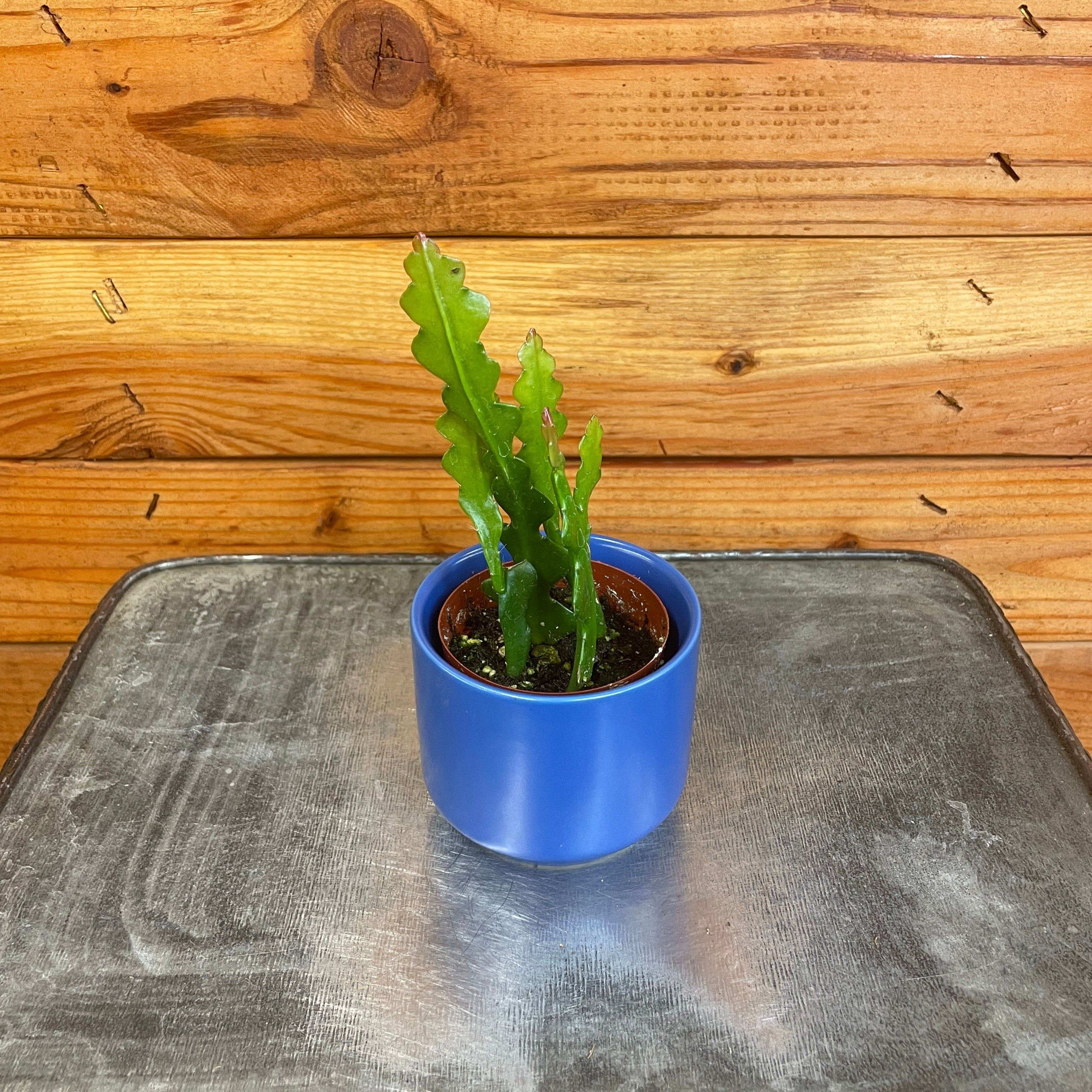 Epiphyllum Anguliger Ric Rac Cactus, 2" Plant, The Plant Farm - Walmart.com