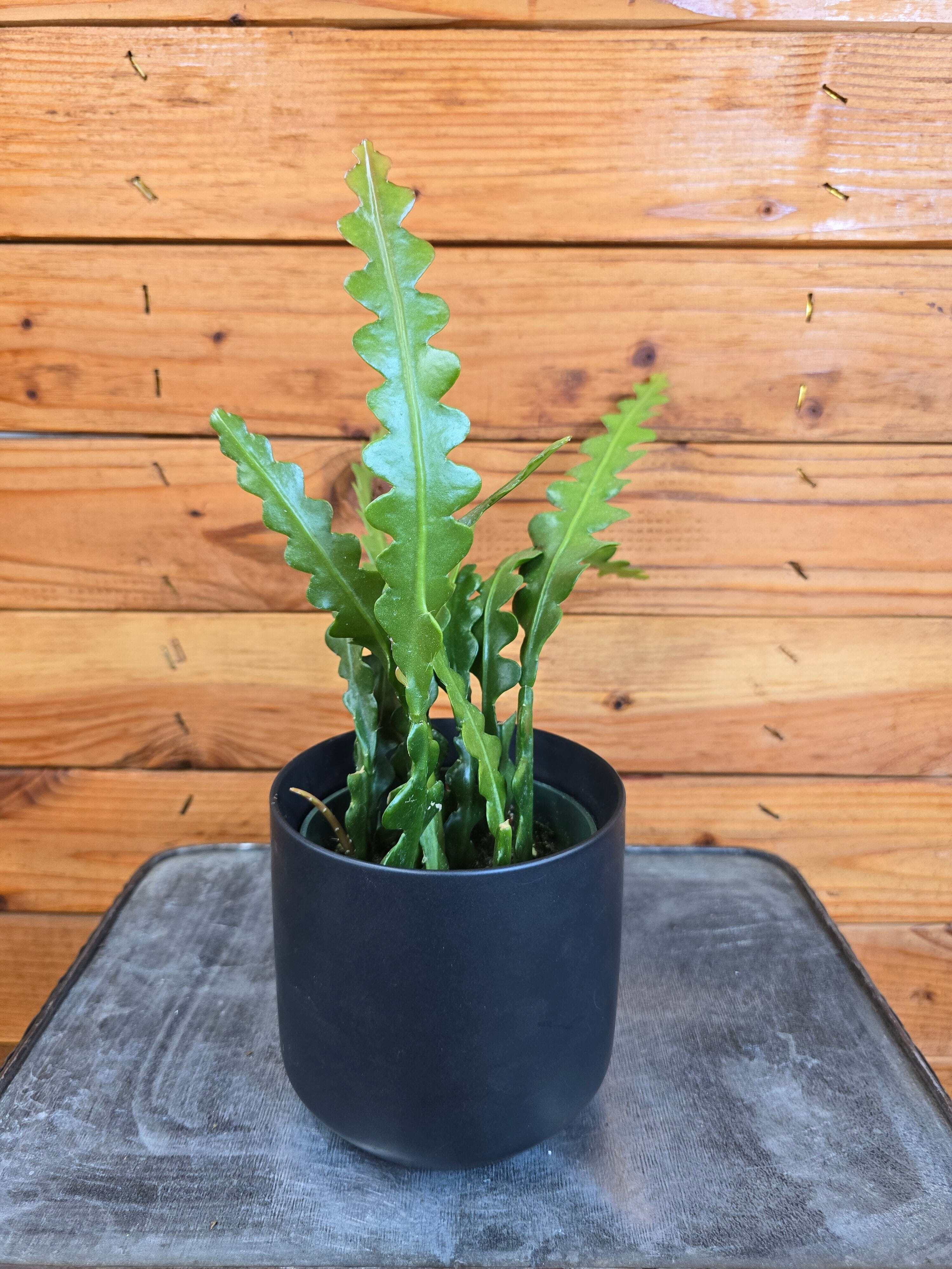 Live Ric Rac Epiphyllum Anguliger Cactus, 4" Plant from The Plant Farm ...
