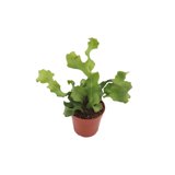 Epiphyllum (Curly Sue) Orchid Cactus -4'' From California Tropicals ...