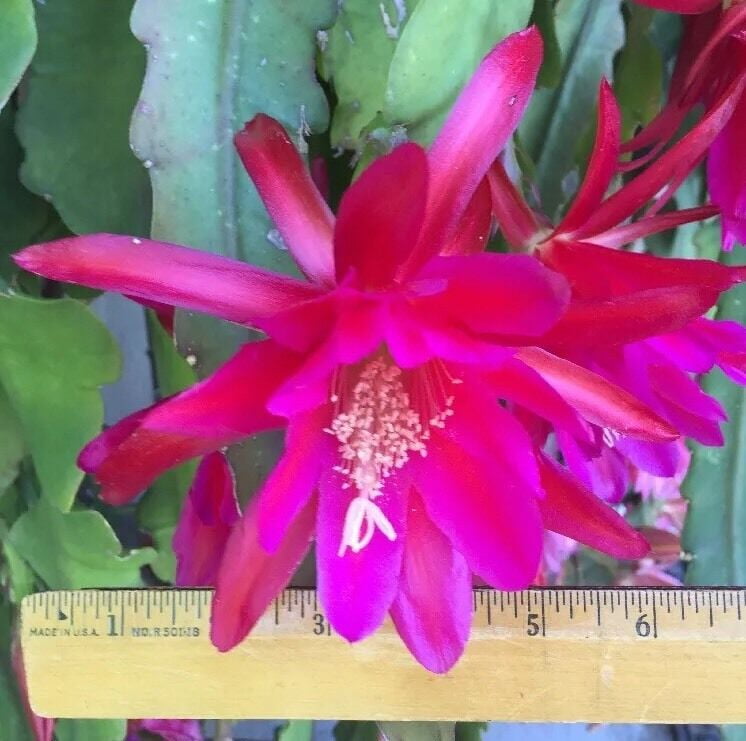 ️Epiphyllum Electric Pink Orchid Cactus 2 unrooted cuttings Huge Flores ...