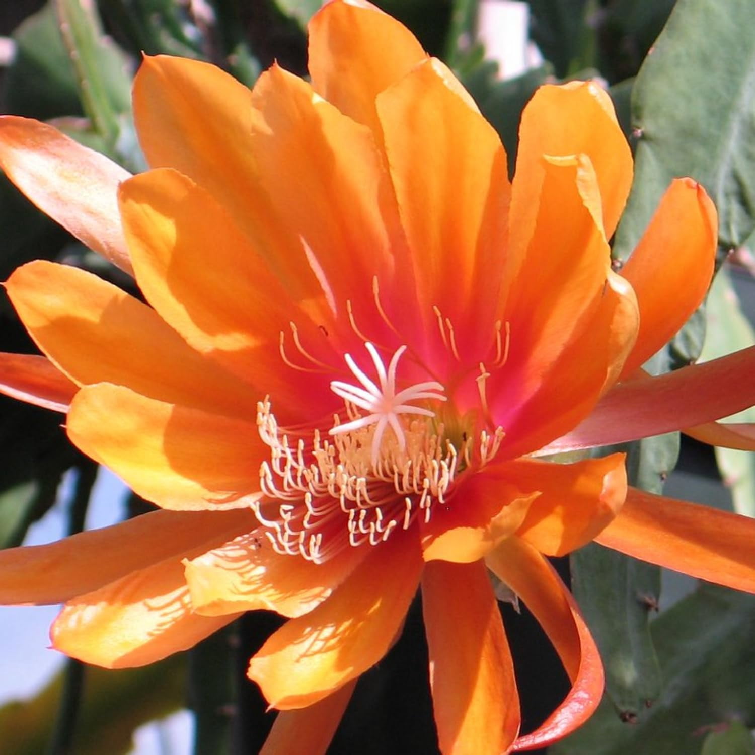 Epiphyllum Orchid Cactus Live Plant, 2 Plants Per Pot, Blooming Orchid ...