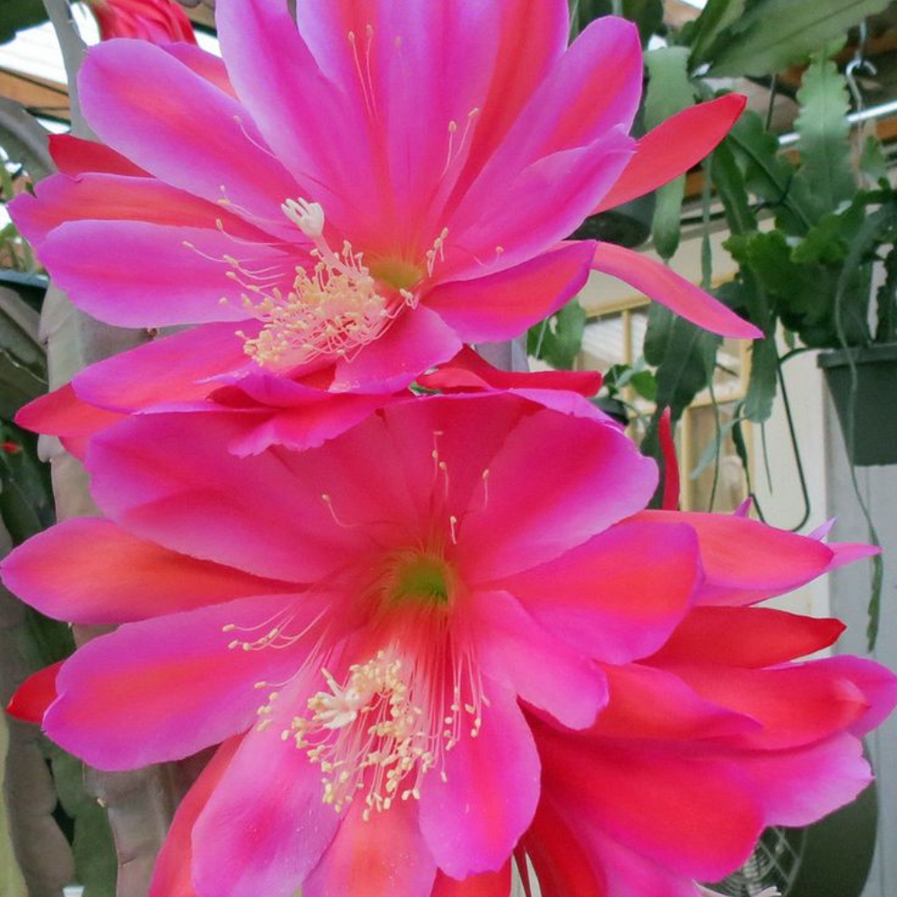 Epiphyllum Plant Live, Pink Epiphyllum Orchid Cactus Plants 6-8'' Tall ...