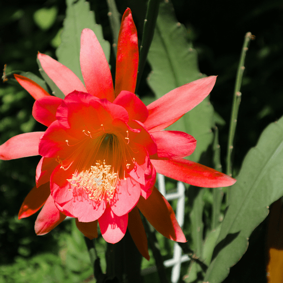 Epiphyllum Plant Live, Red Bloom, Trailing Epiphyllum Orchid Cactus ...
