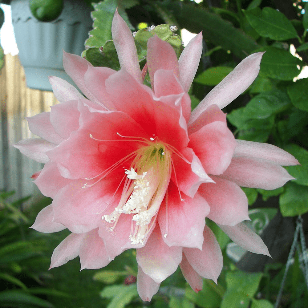 Epiphyllum Plant Live, Salmon Epiphyllum Orchid Cactus Plants 6-8 ...