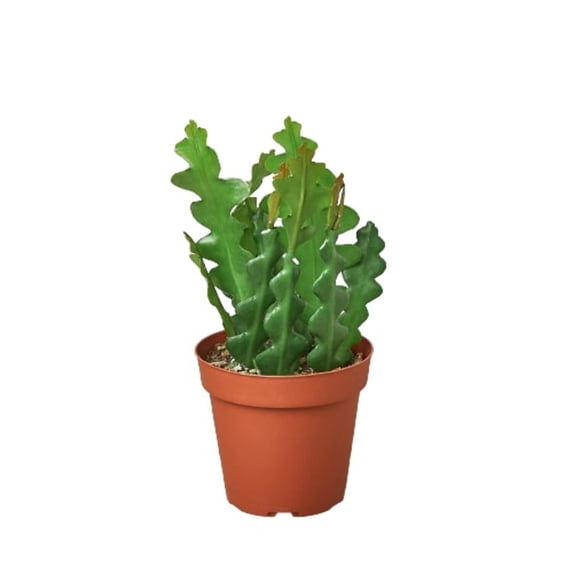Epiphyllum 'Ric Rac' Cactus, 4" Pot, Indoor Houseplant, Easy Care, Live ...