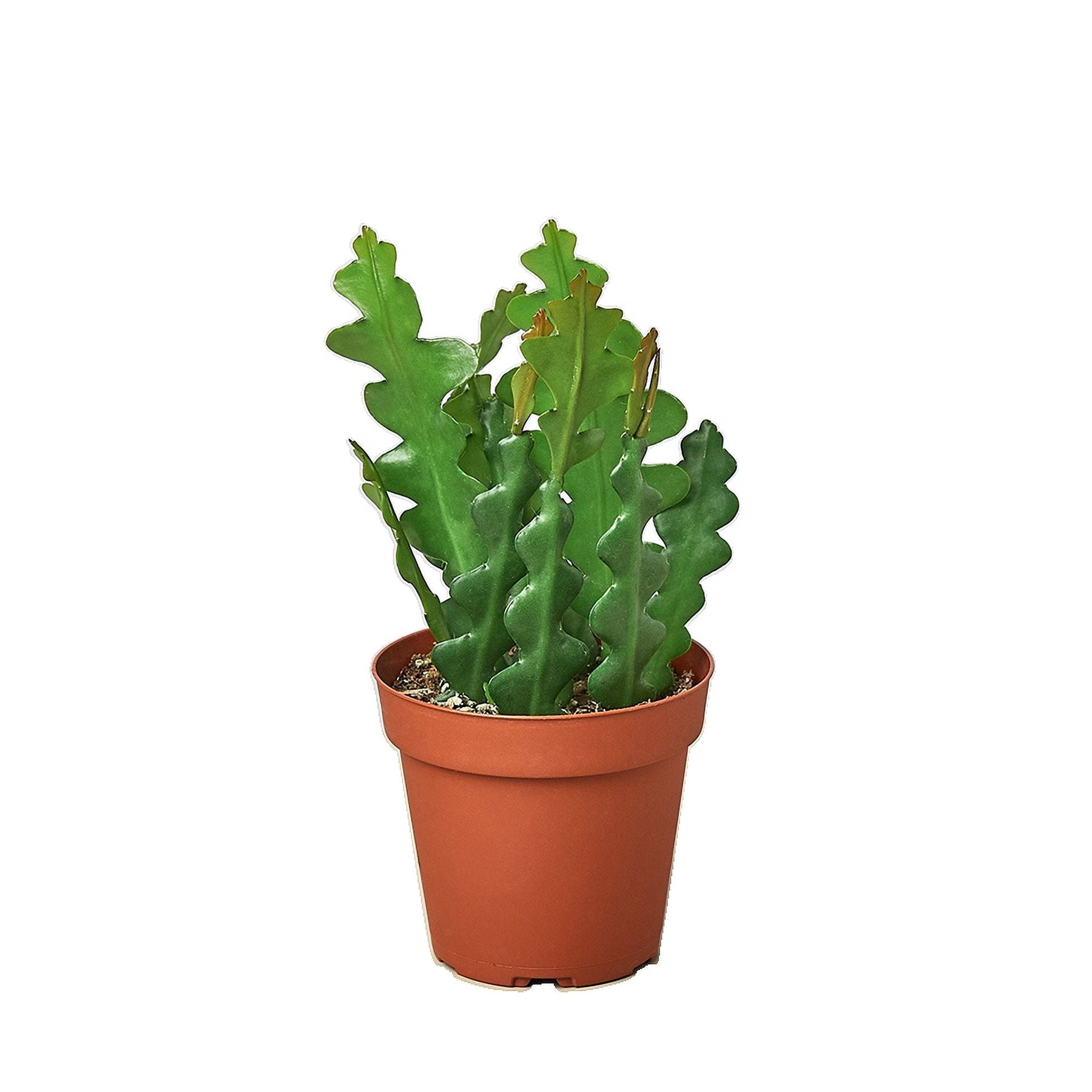 Epiphyllum Ric Rac Cactus Live Plant for Indoor | Different Houseplants ...