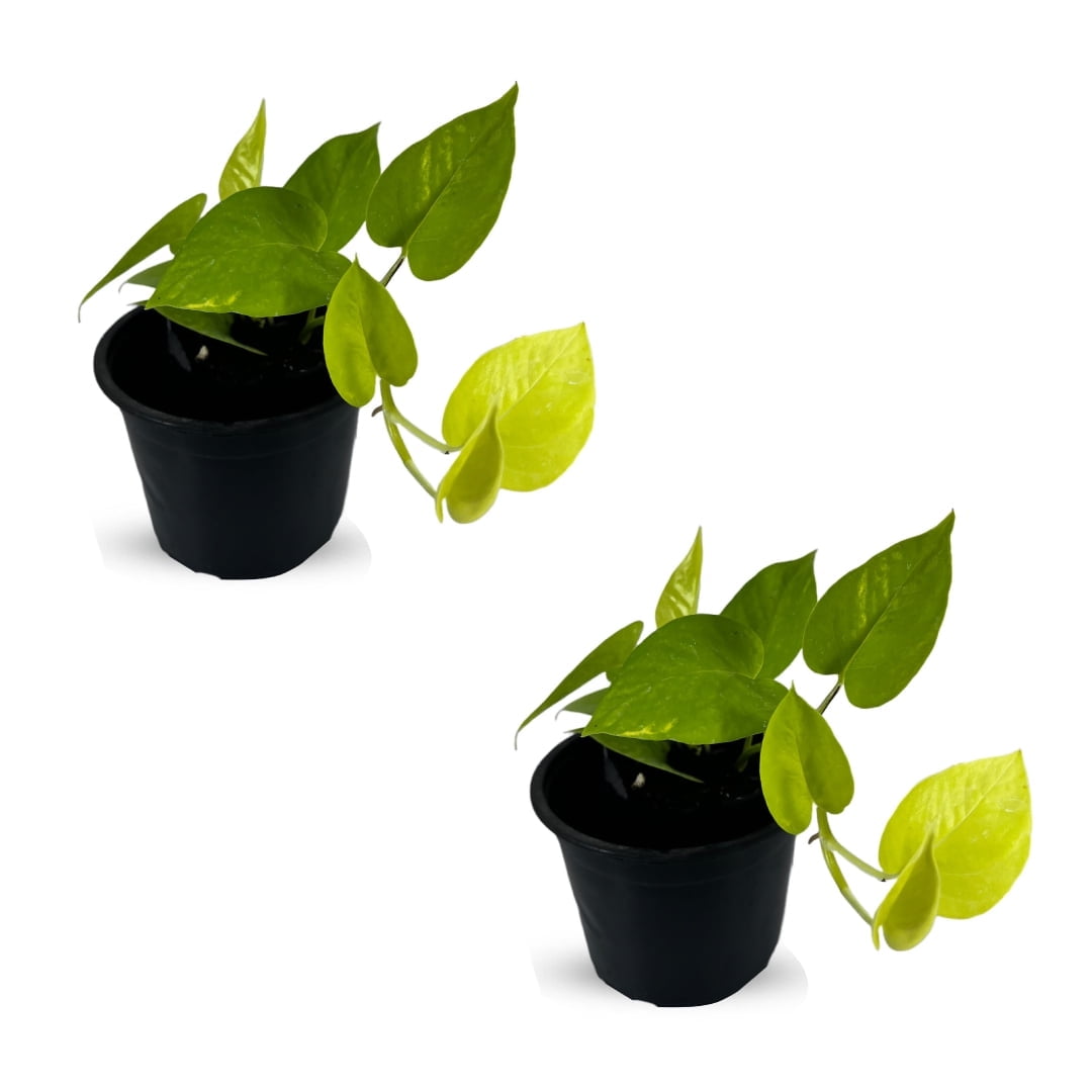 Epipremnum Aureum Neon by LEAL PLANTS ECUADOR | Neon Pothos | Natural ...