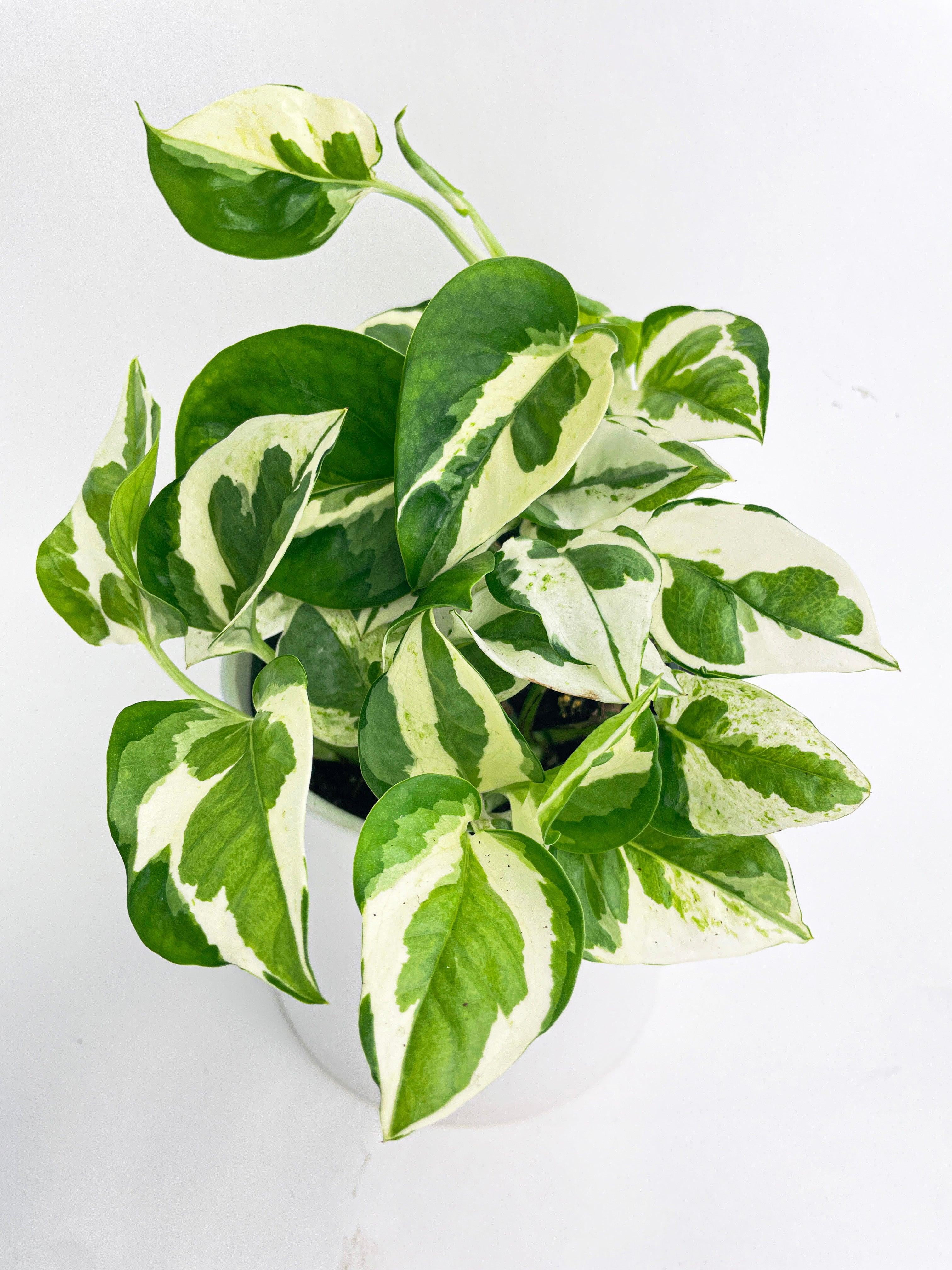 Bumble Plants Epipremnum 'Pearls and Jade' Pothos Hybrid - Full Live ...