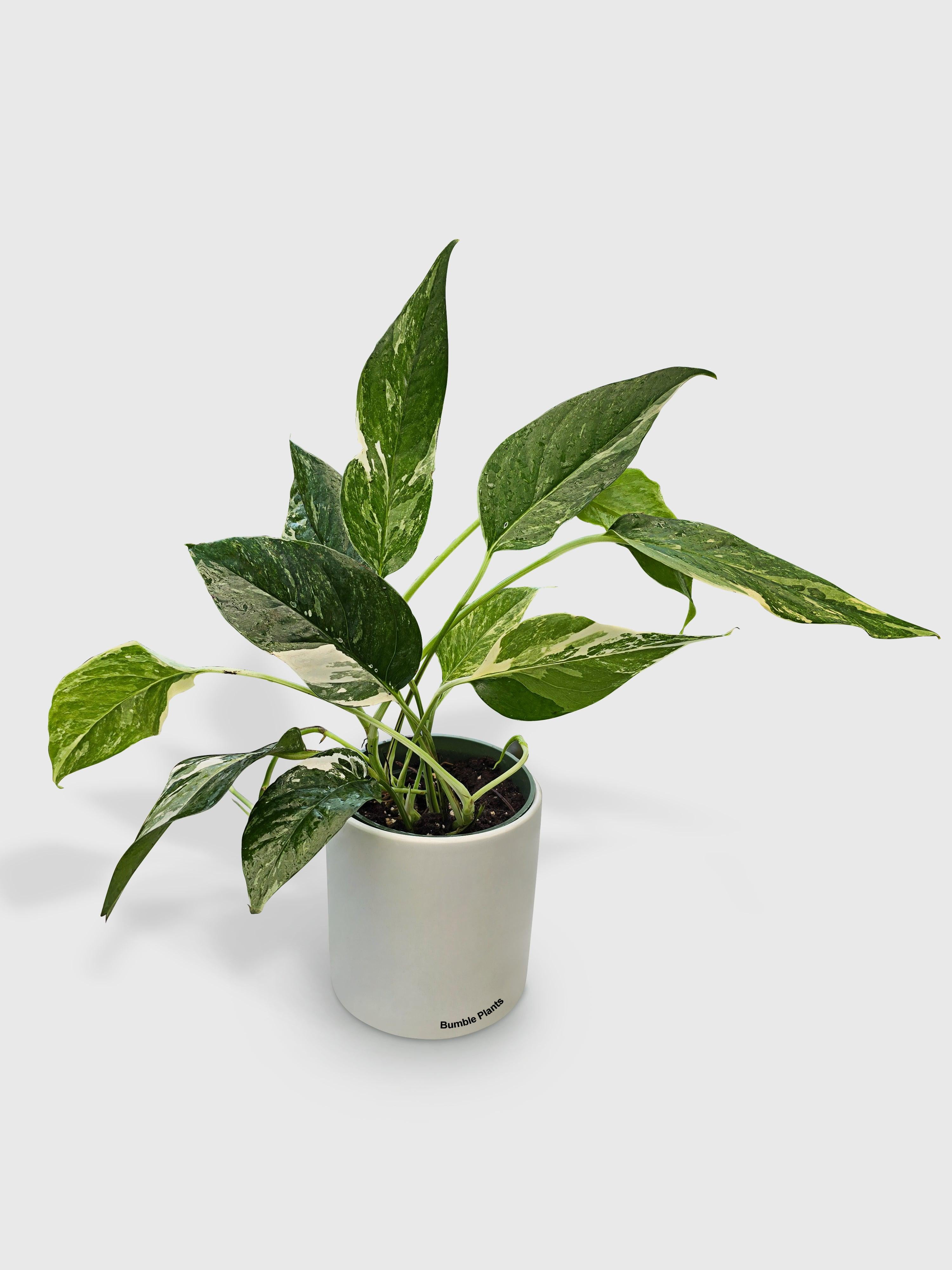 Epipremnum Pinnatum Albo Variegata Cebu Blue - Live Air-Purifying ...