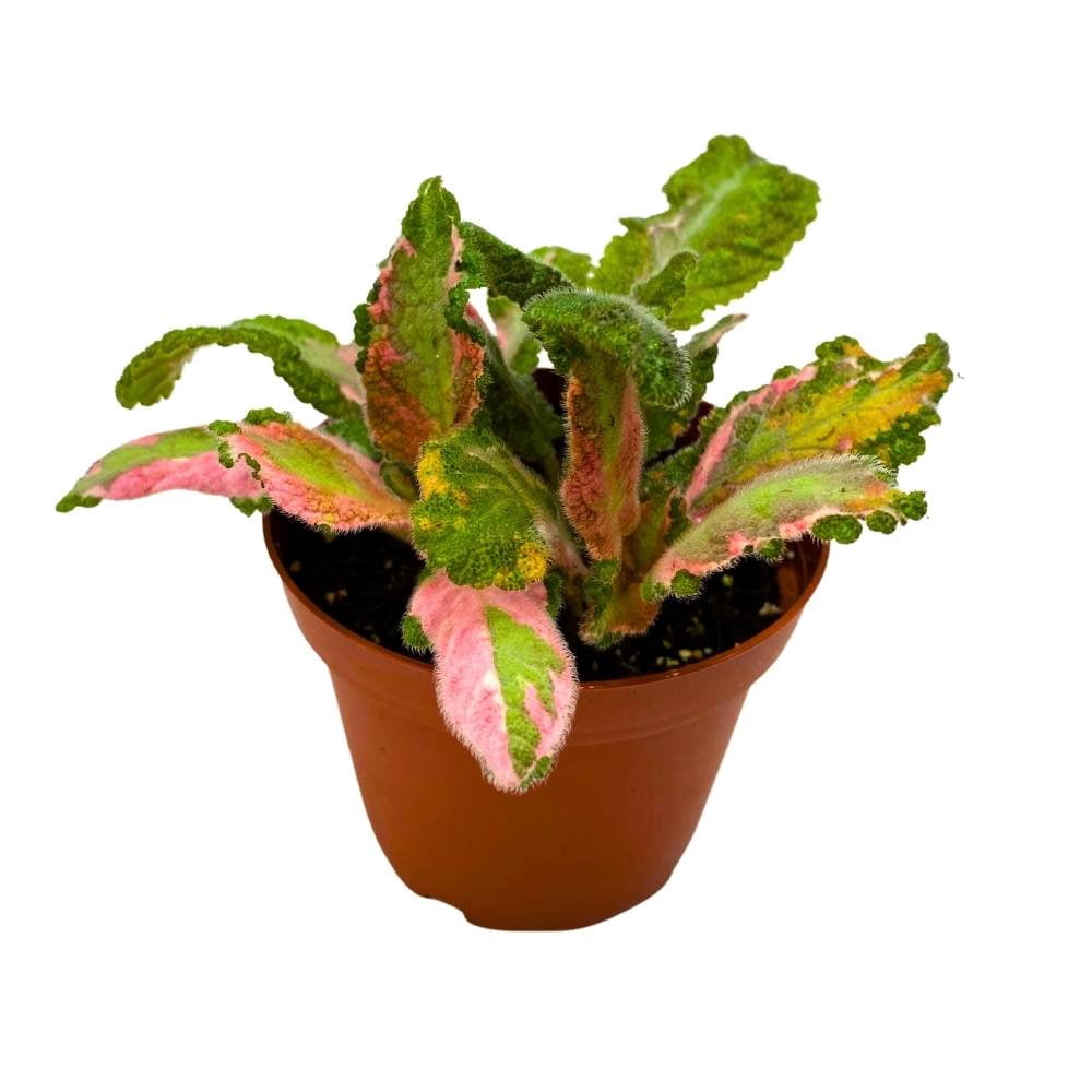 Episcia Picasso Rare Variegated Flame Violet Flowering Gesneriad ...