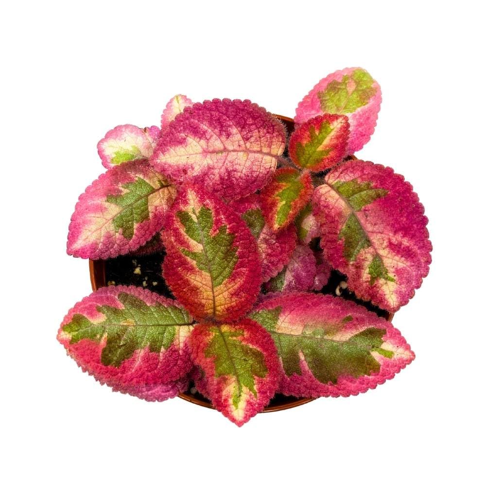 Episcia Pink Smoke, 2 inch Rare Variegated Flame Violet Flowering ...