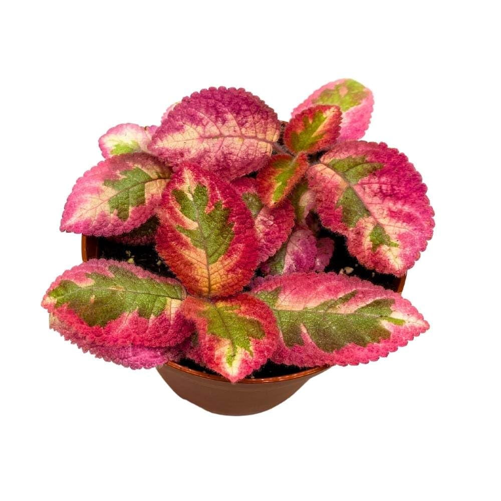 Episcia Pink Dreams Rare Variegated Flame Violet Flowering Gesneriad ...