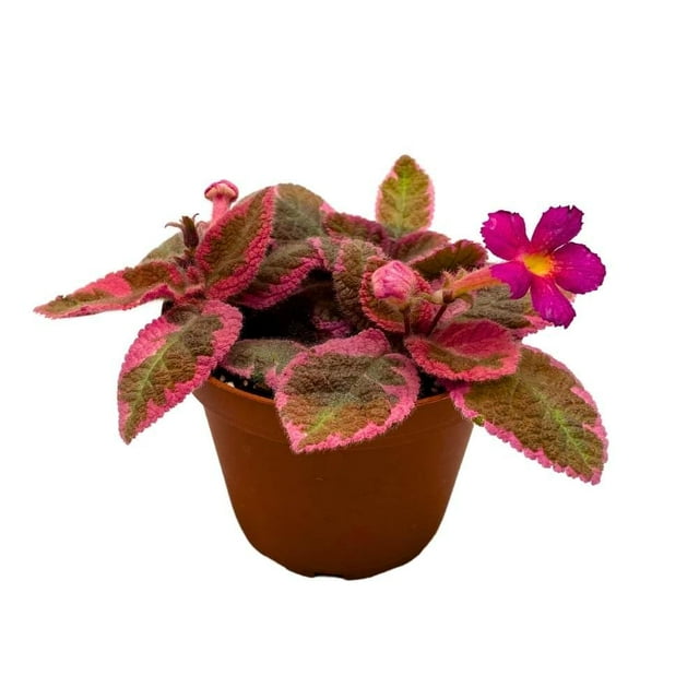 Episcia Pink Smoke, 2 inch Rare Variegated Flame Violet Flowering ...