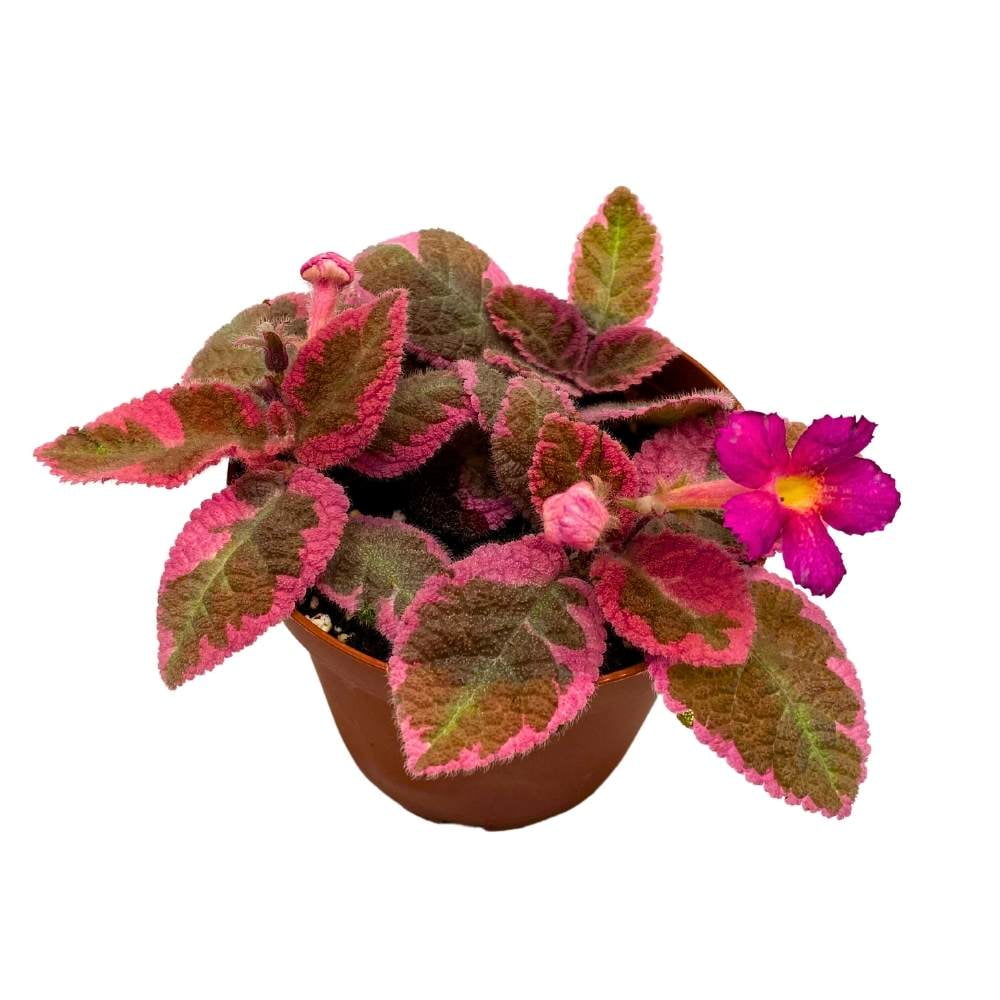 Episcia Pink Smoke Rare Variegated Flame Violet Flowering Gesneriad ...