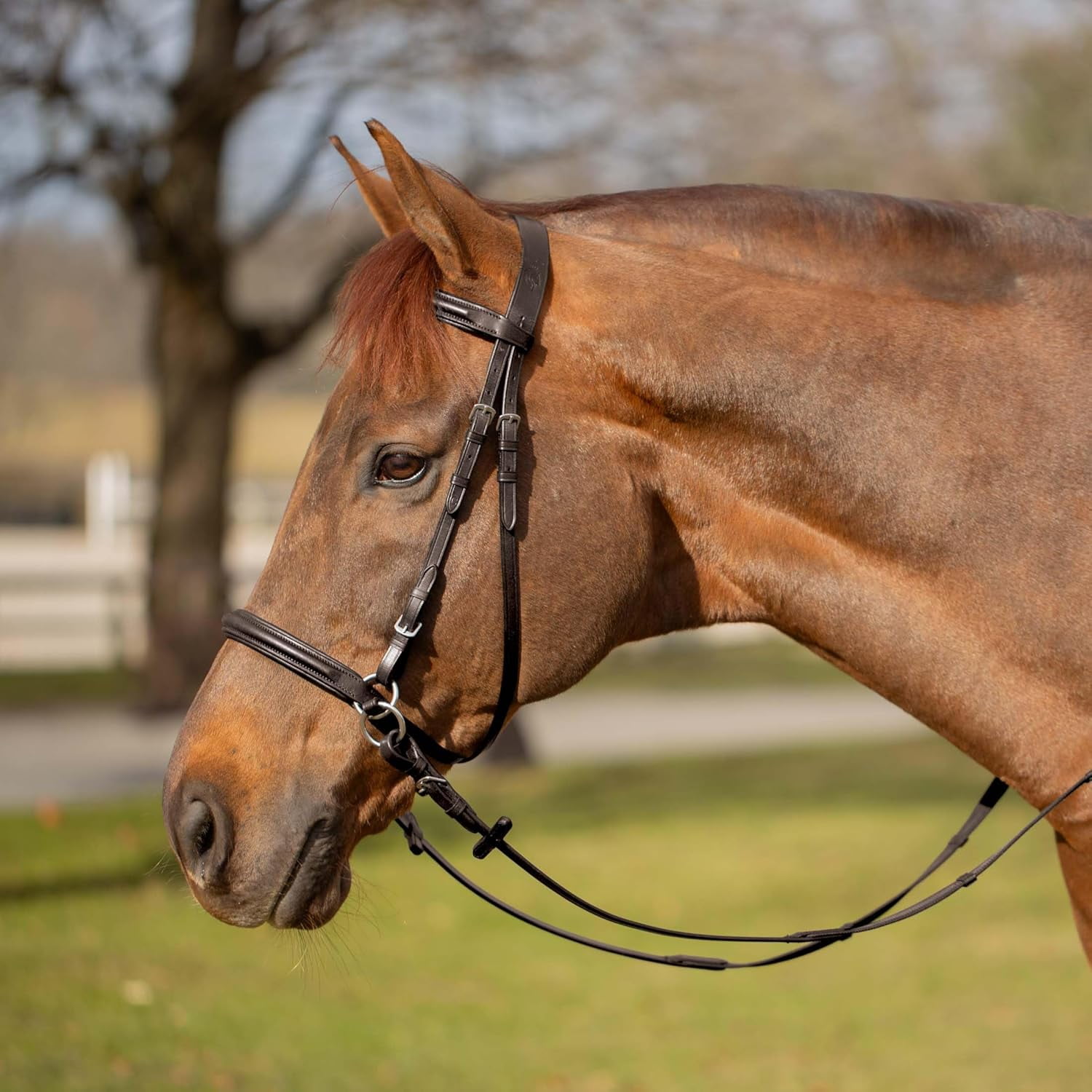 Equinavia Saga Cross-Under English Bitless Bridle for Horses | Reins ...