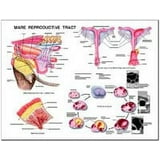 Equine Mare Reproductive System Anatomy Chart - Walmart.com
