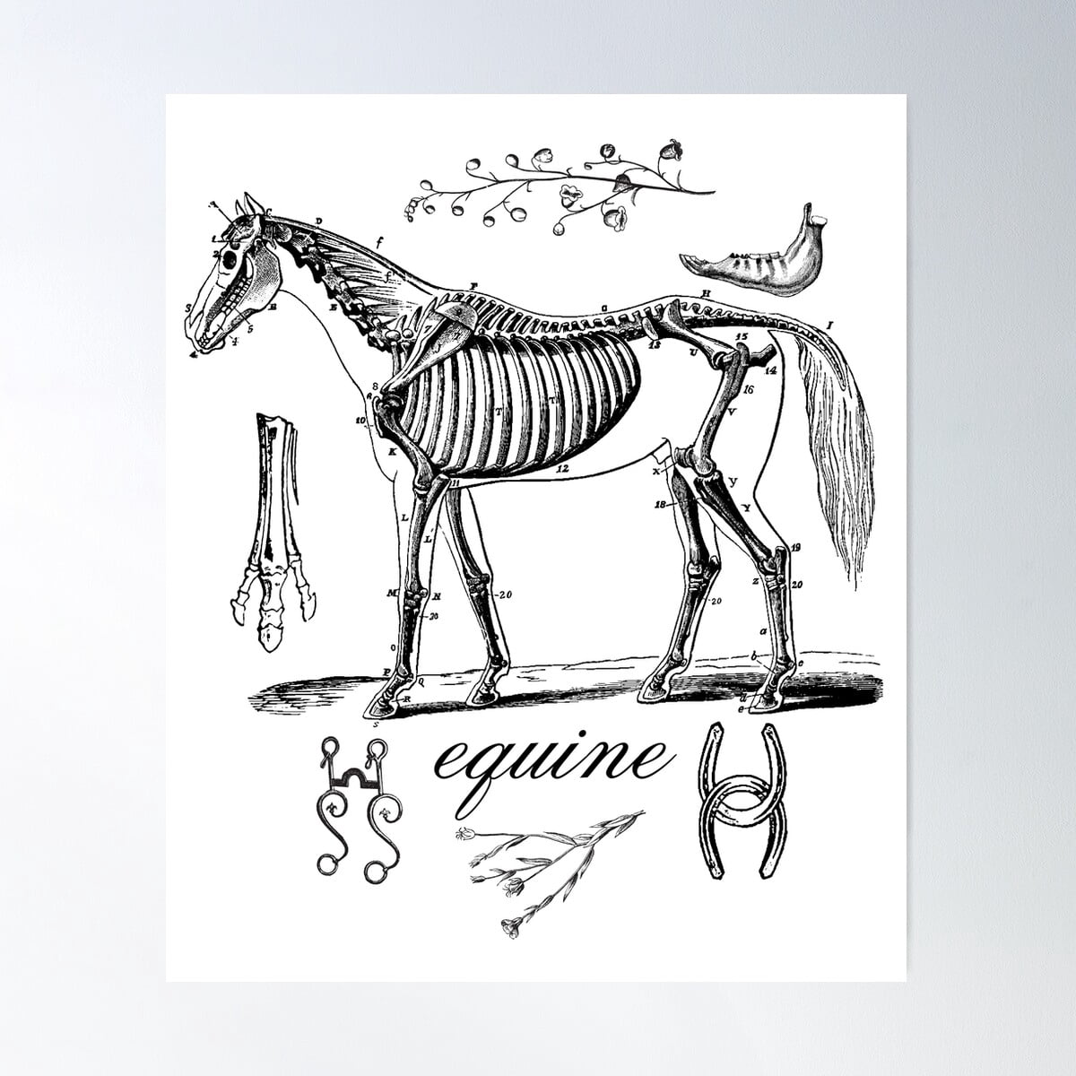 Equine Vintage Horse Skeleton Black Line Drawing Design Poster Wall Art ...