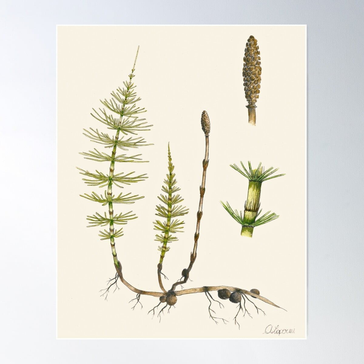 Equisetum Arvense Poster Wall Art, Modern Wall Decor For Living Room Bedroom, 8x12 UNFRAMED ...