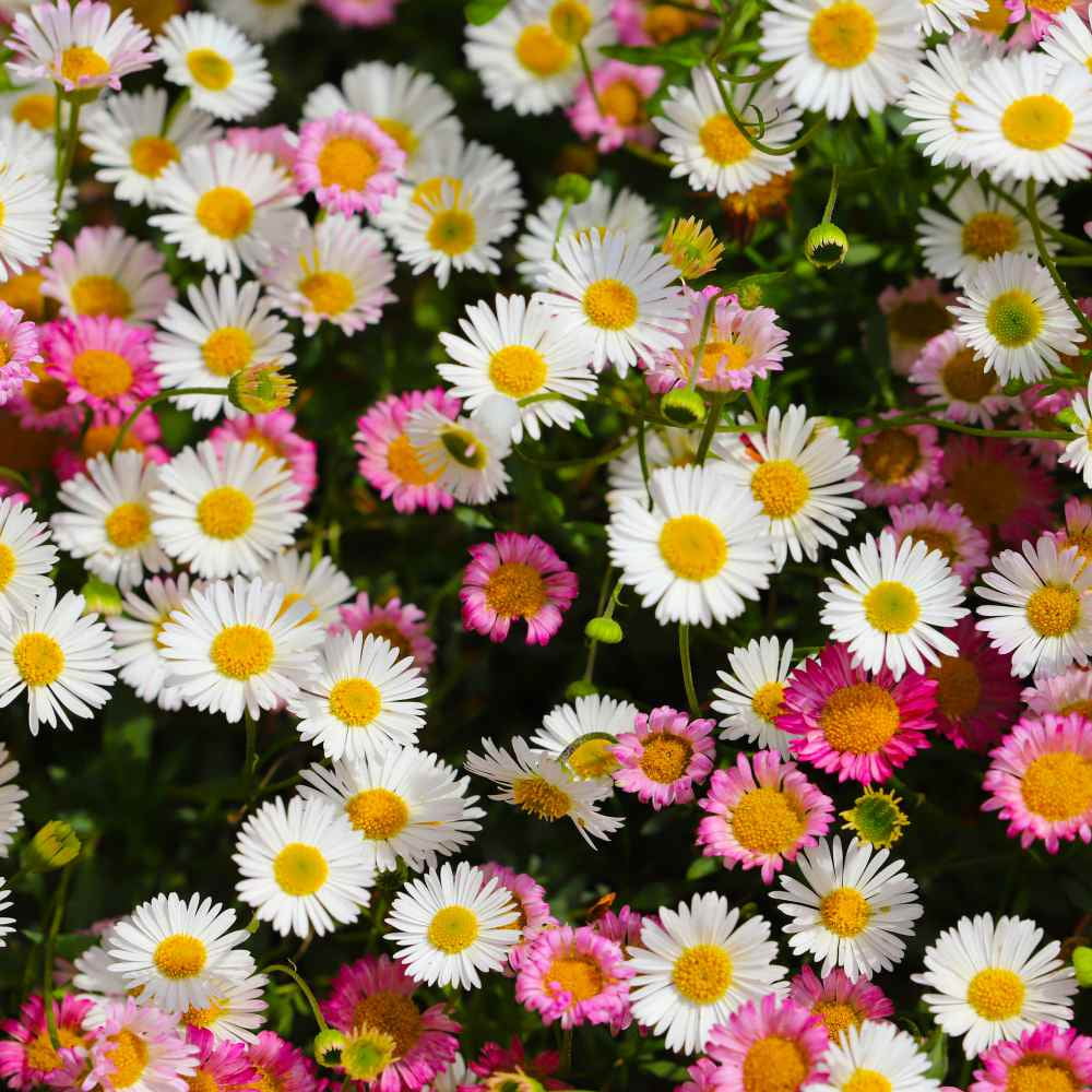 Outsidepride Erigeron Karvinskianus Seeds, Perennial Daisy, White to ...