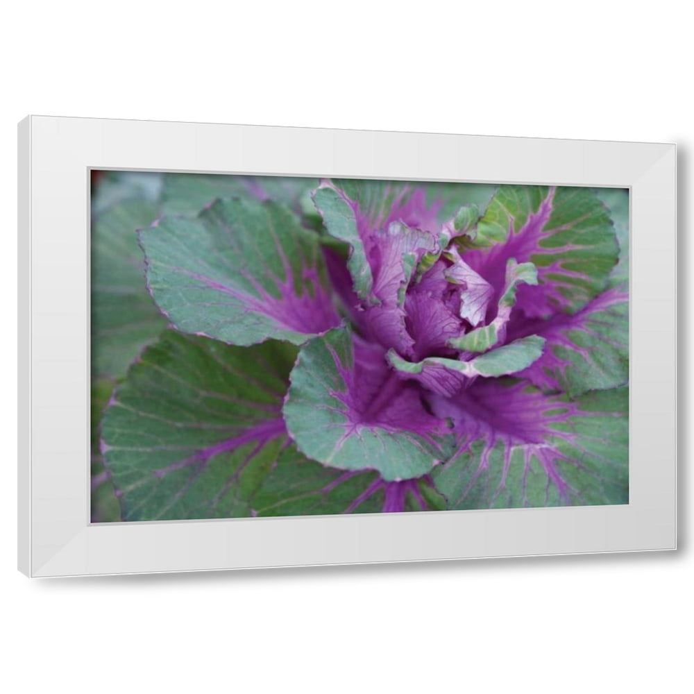Erin Berzel 4x24 White Modern Wood Framed Wall Art Titled - Cabbage ...