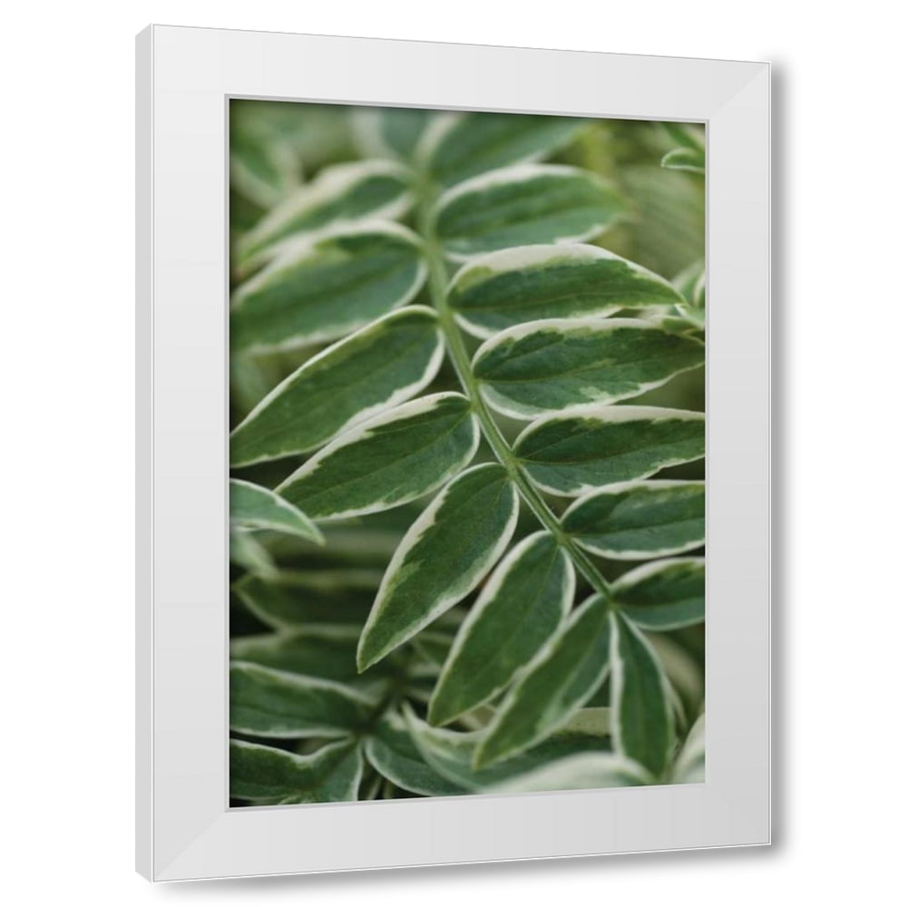 Erin Berzel 4x24 White Modern Wood Framed Wall Art Titled - Compound ...