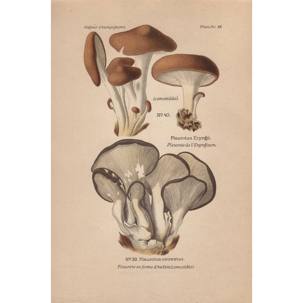Eringi Mushroom, Pleurotus Eryngii, And Treea Poster Print By ...